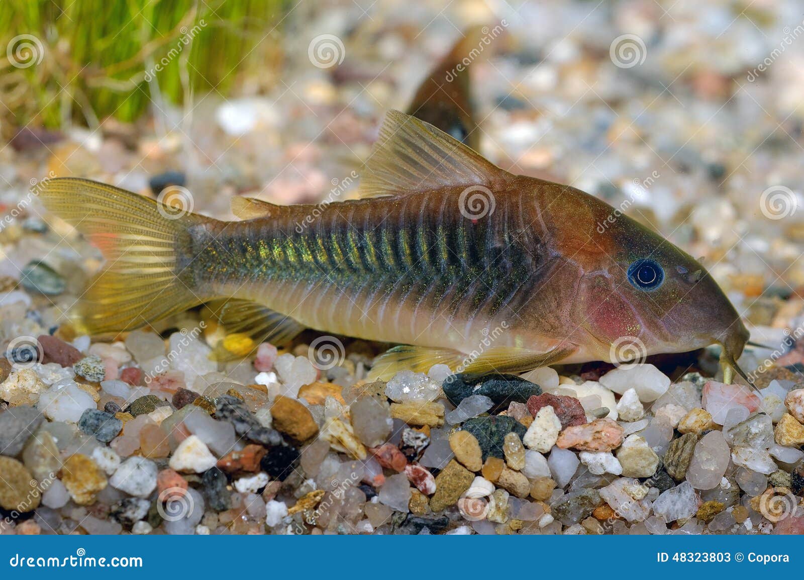 Corydoras fish stock image. Image of hobby, nature, freshwater - 48323803