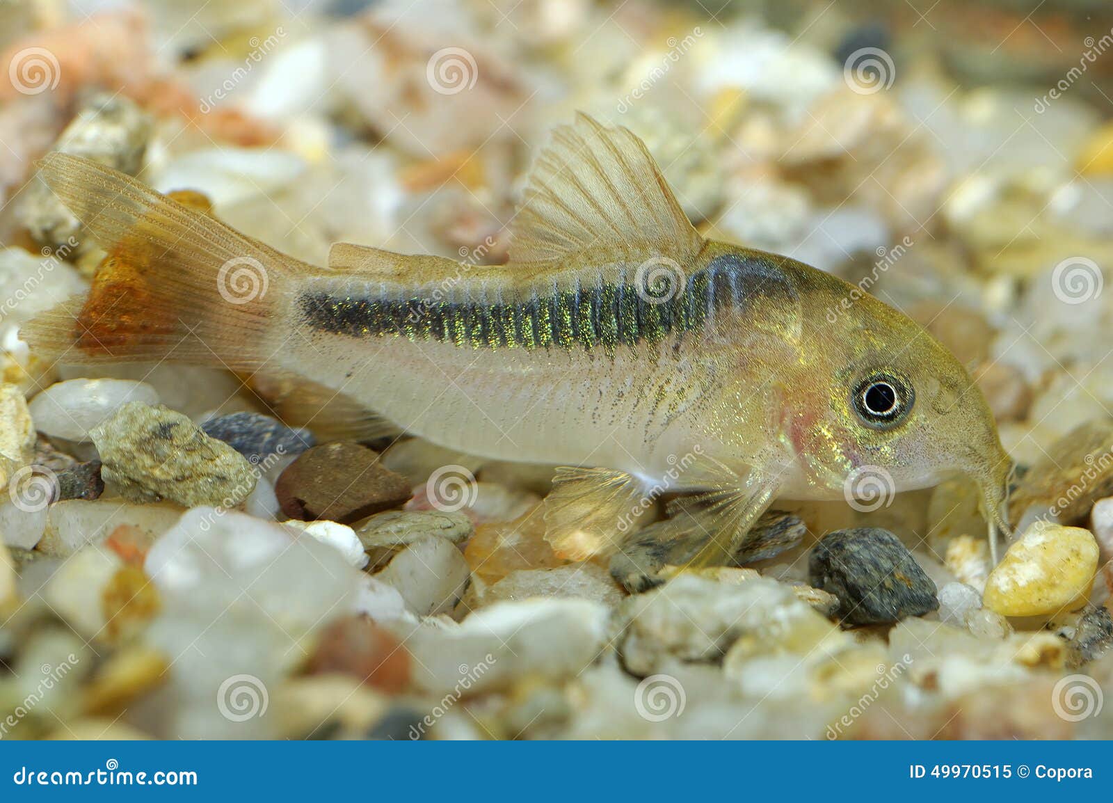 Corydoras fish stock image. Image of pattern, water, brown - 49970515