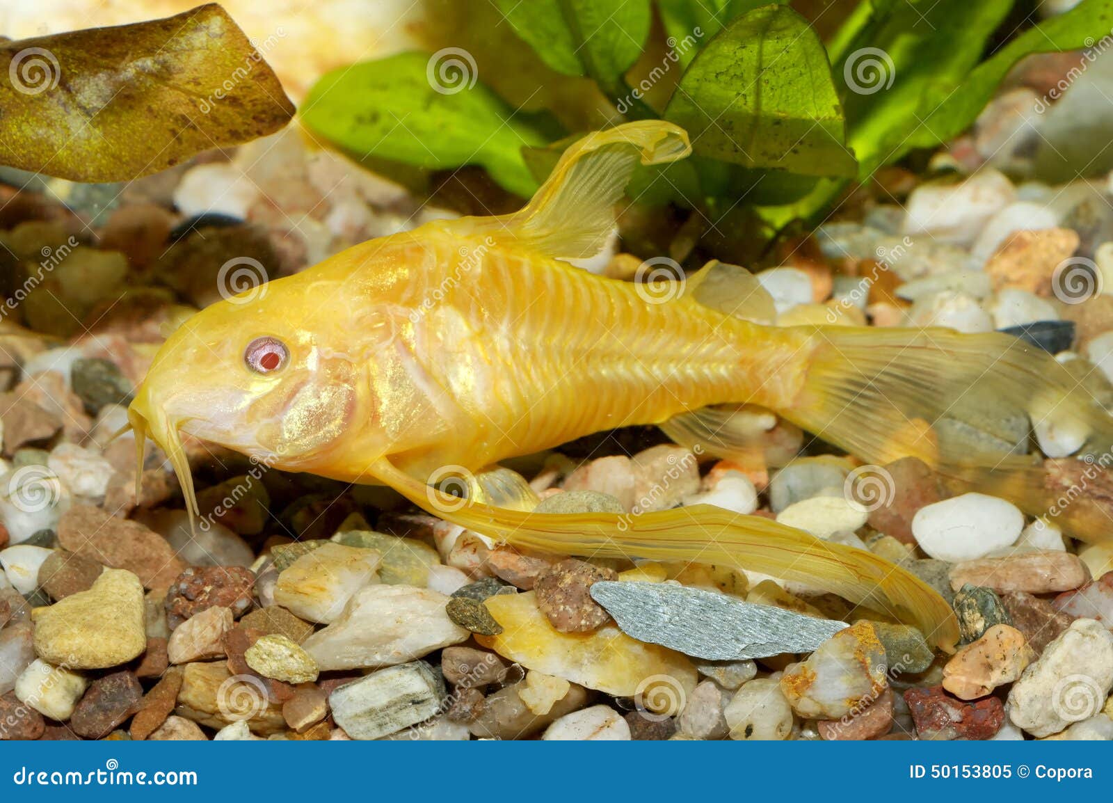 Corydoras fish stock image. Image of swimming, aquatic - 50153805
