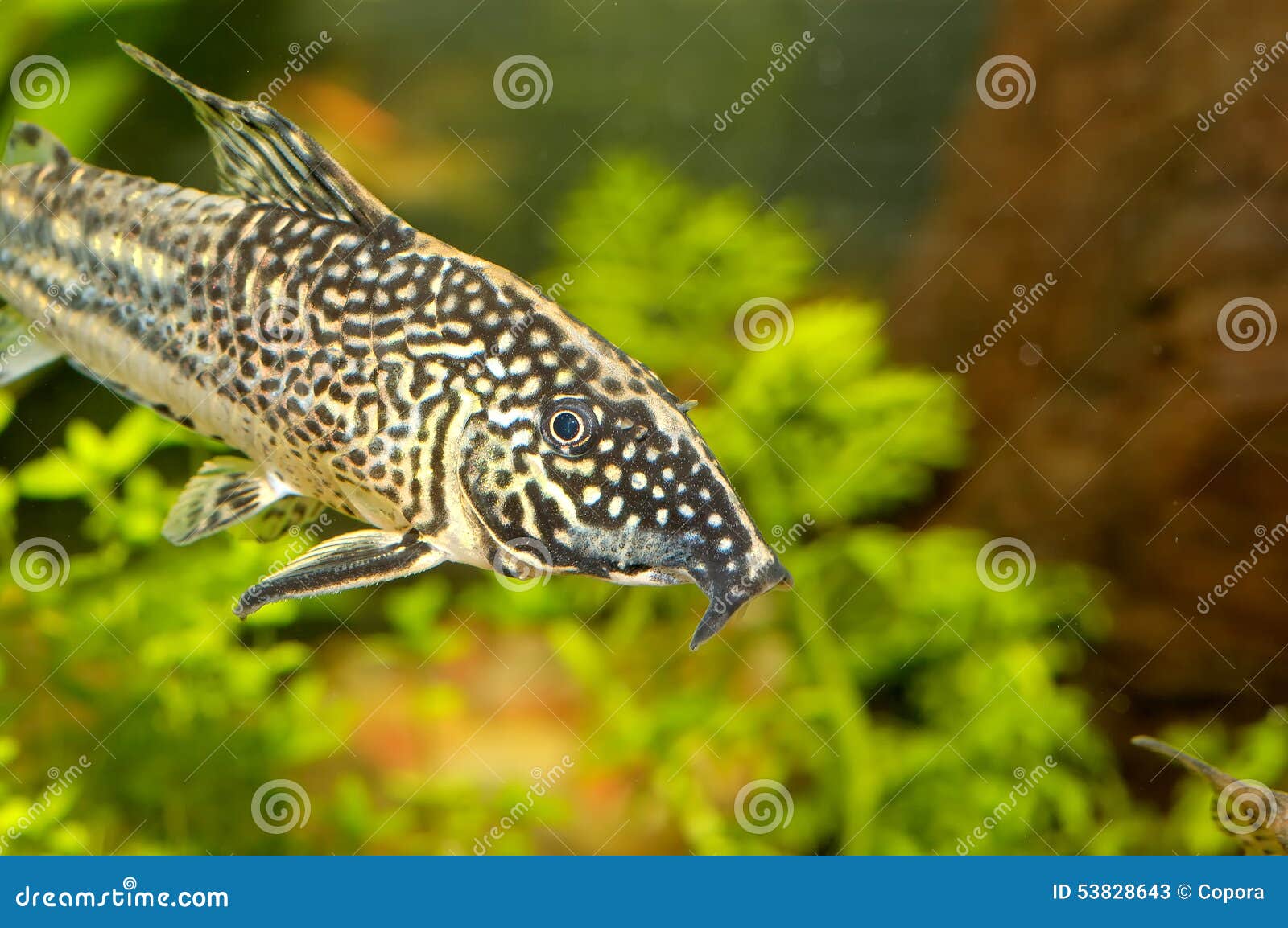 Corydoras fish stock image. Image of aquarium, brown - 53828643