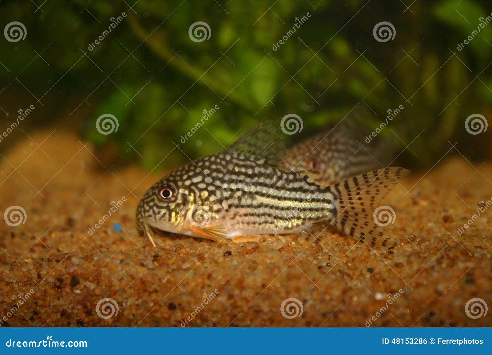 Corydoras fish stock photo. Image of cory, corydoras - 48153286