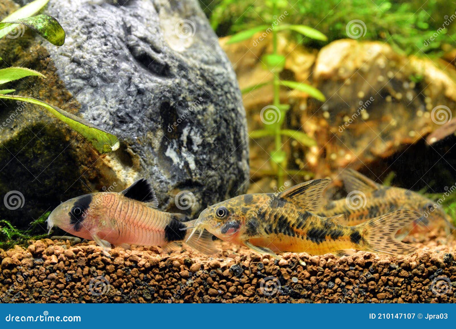 Corydoras fish stock image. Image of nature, aquatic - 210147107