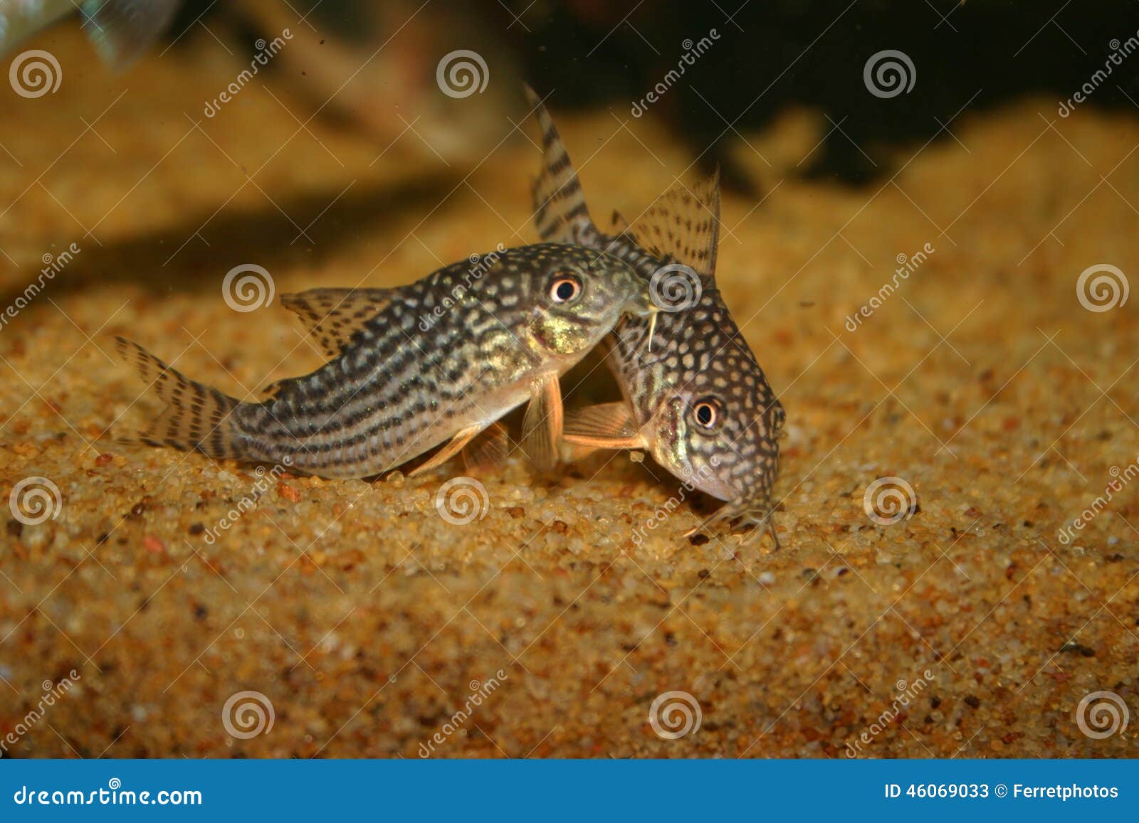 Corydoras stock image. Image of fish, corydoras, catfish - 46069033