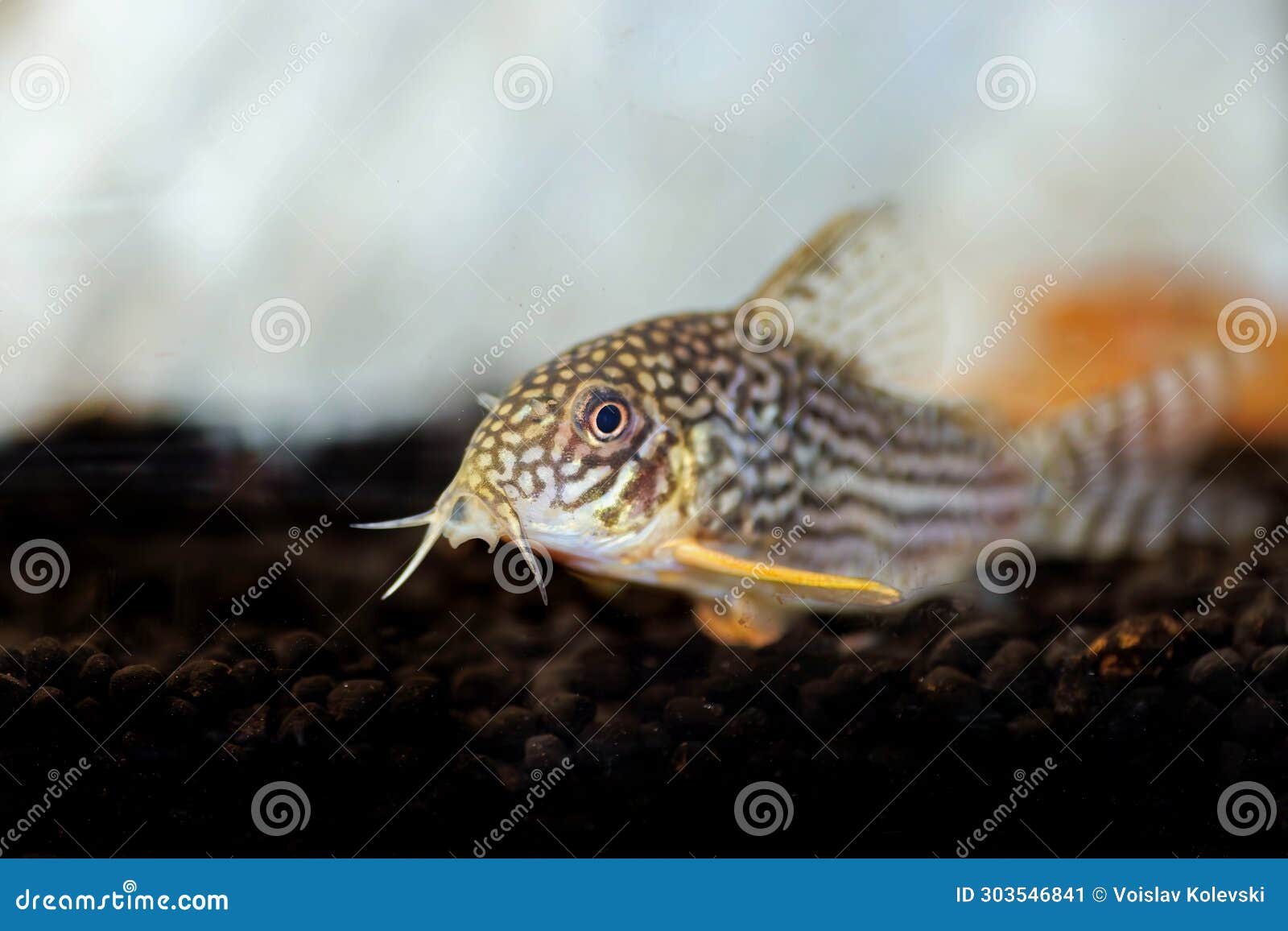 Corydoras Sterbai - Sterba S Cory Fish Stock Image - Image of cory ...