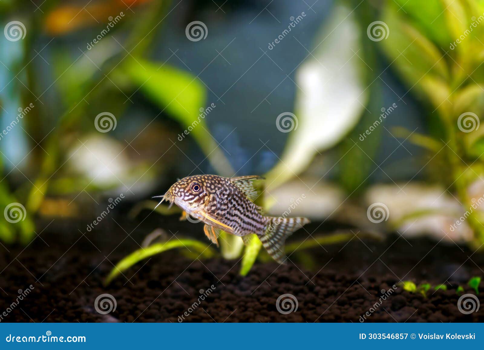Corydoras Sterbai - Sterba S Cory Fish Stock Image - Image of sterbai ...