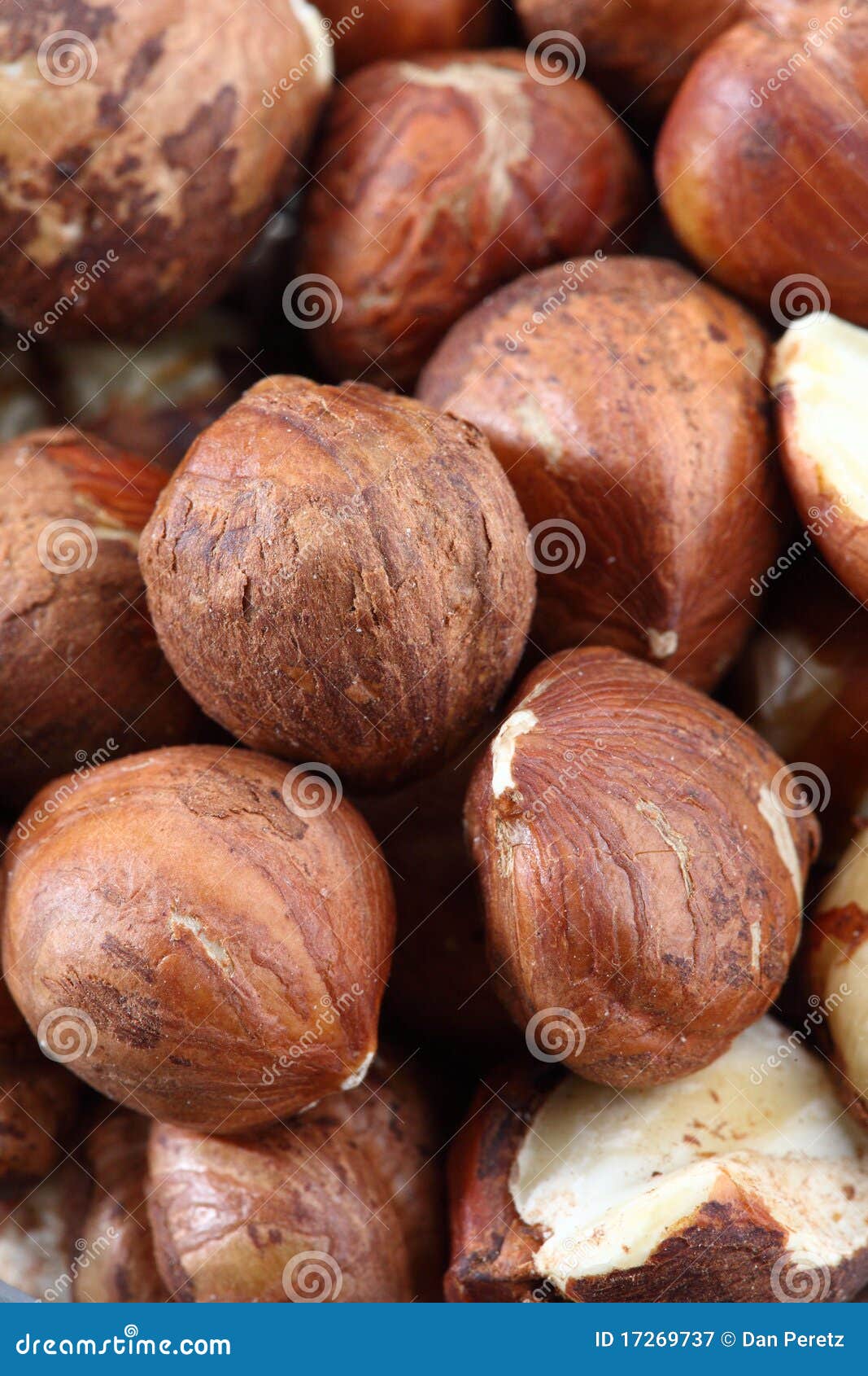Corylus stock image. Image of hazelnut, autumn, brown - 17269737