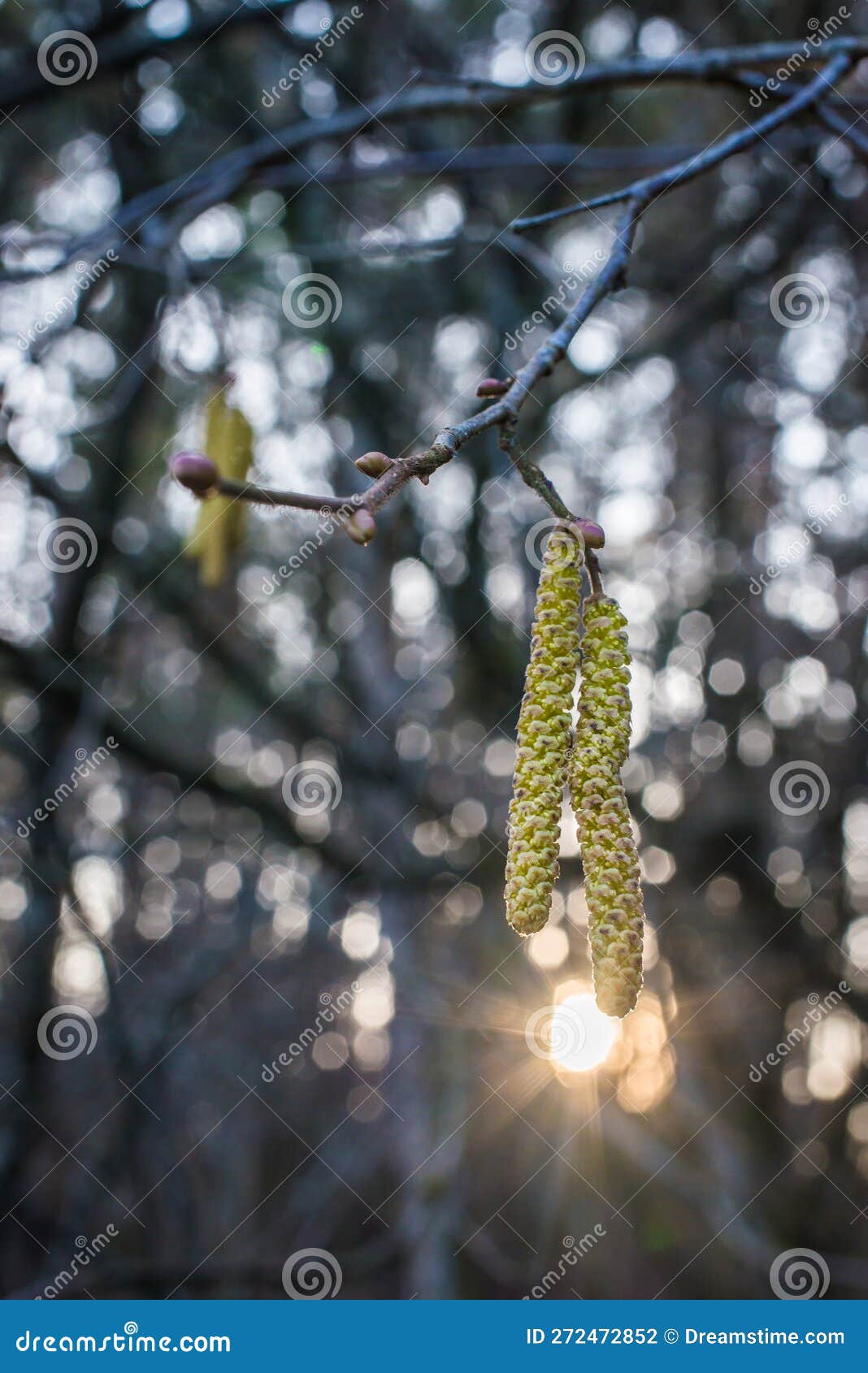 Corylus Avellana Hazel in Spring Stock Photo - Image of nature ...