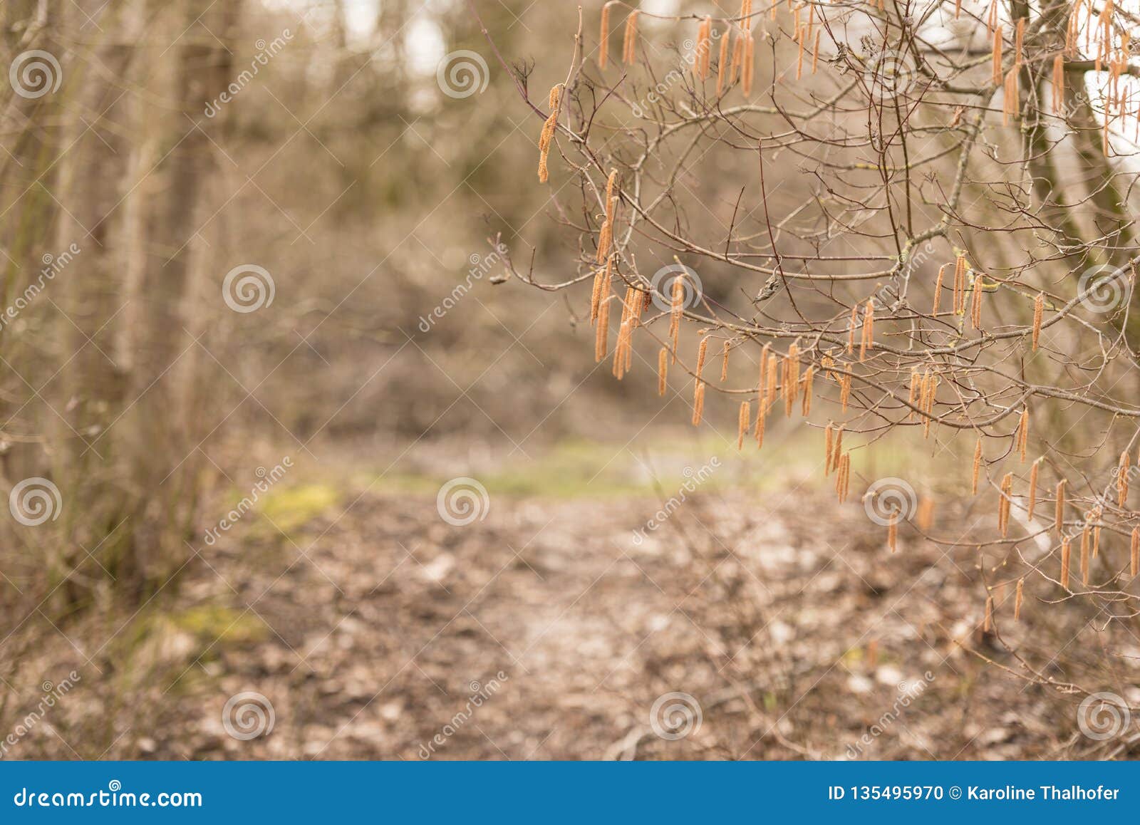 Corylus Avellana. Hazelnut Shrub in Spring Stock Photo - Image of ...