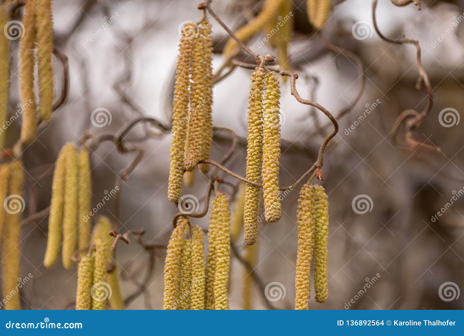Corylus Avellana. Hazelnut Shrub in Spring Stock Photo - Image of bush ...