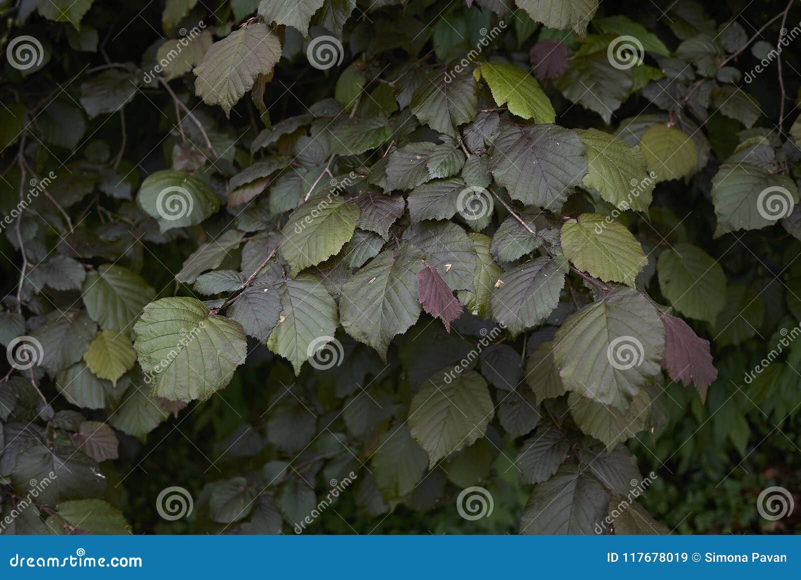 Corylus Maxima Purpurea Foliage Stock Image - Image of botanical, flora ...