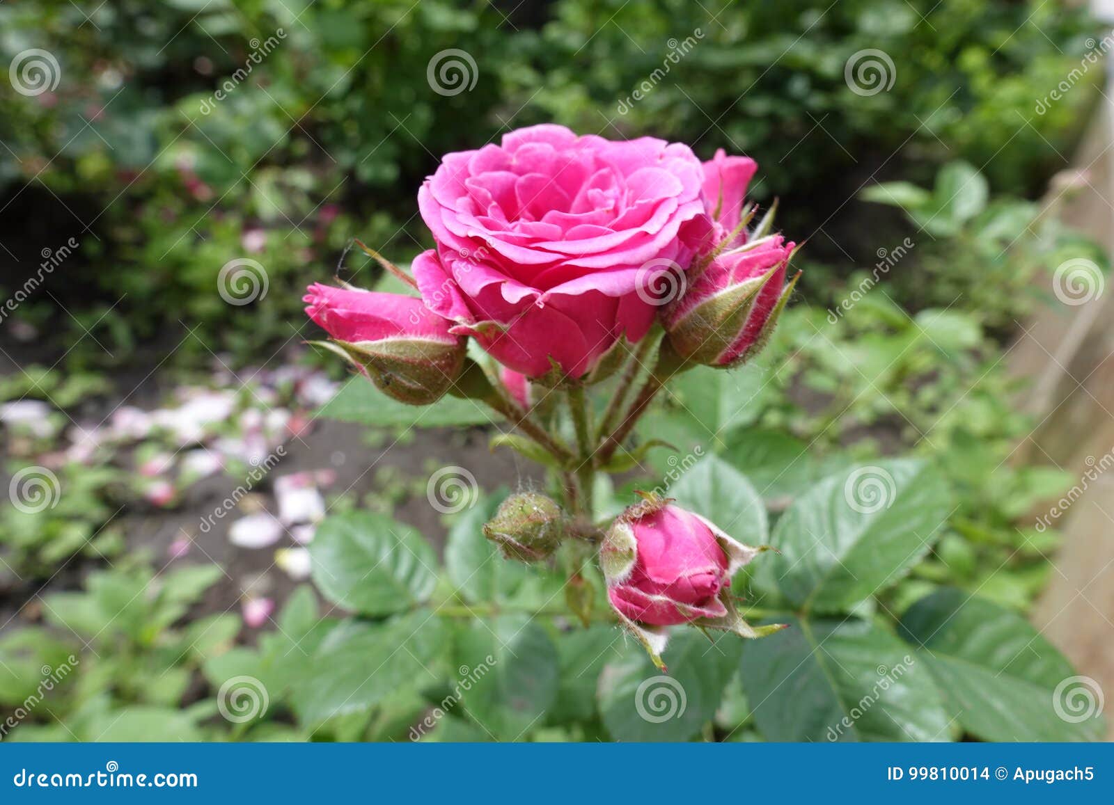 Corymb of Beautiful Pink Rose Flowers and Buds Stock Photo - Image of ...
