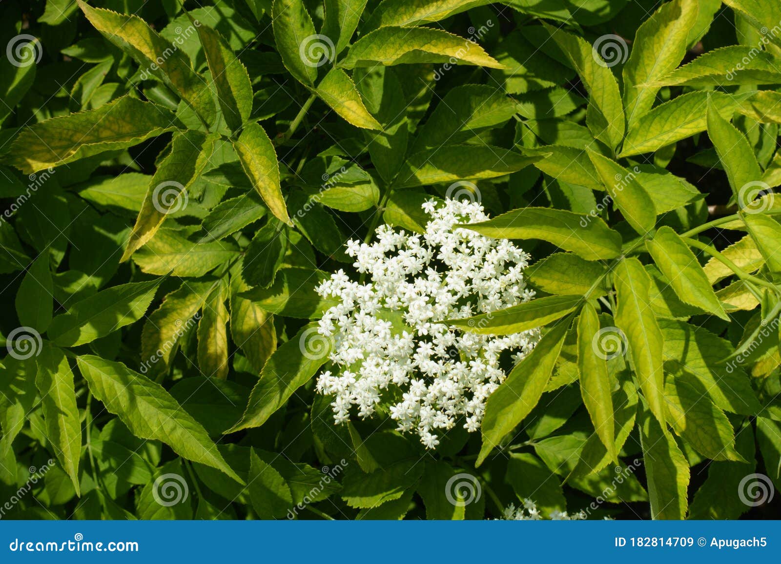 Corymb of White Flowers in the Leafage of Sambucus Nigra Stock Image ...