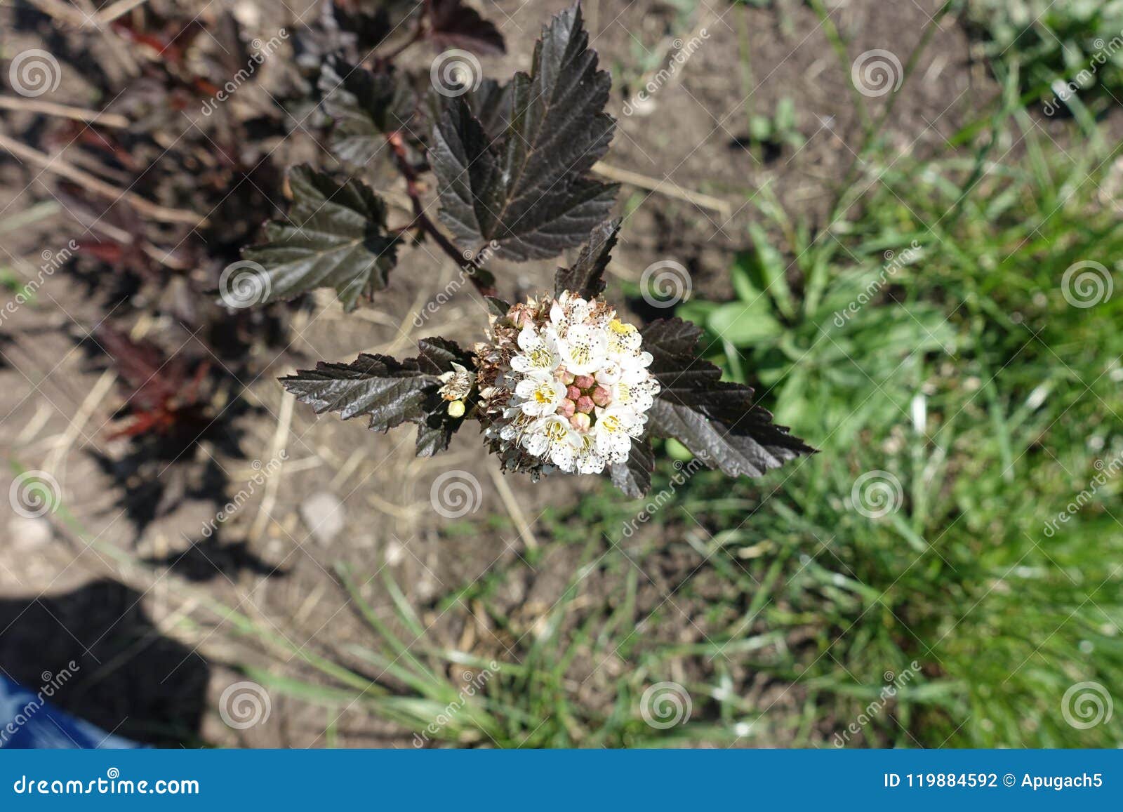 Corymb of Flowers of Physocarpus Opulifolius Stock Photo - Image of ...