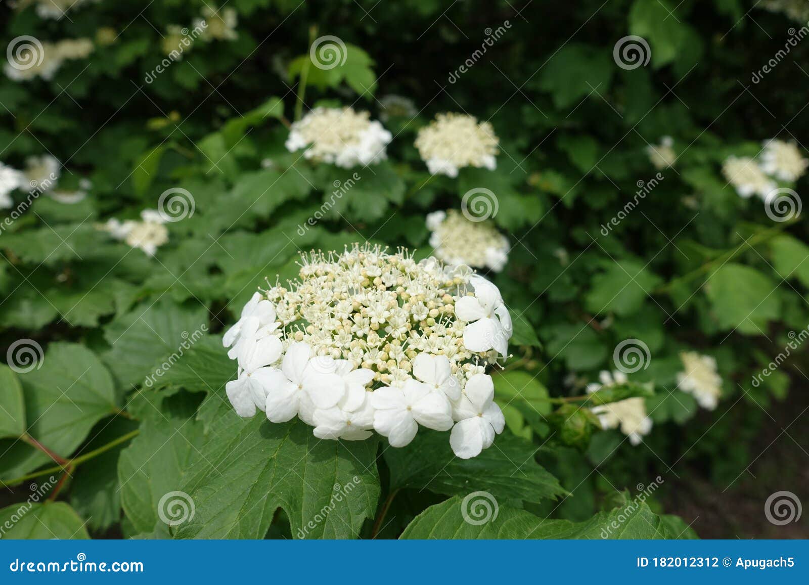 Corymb of White Flowers of Viburnum Opulus in May Stock Photo - Image ...