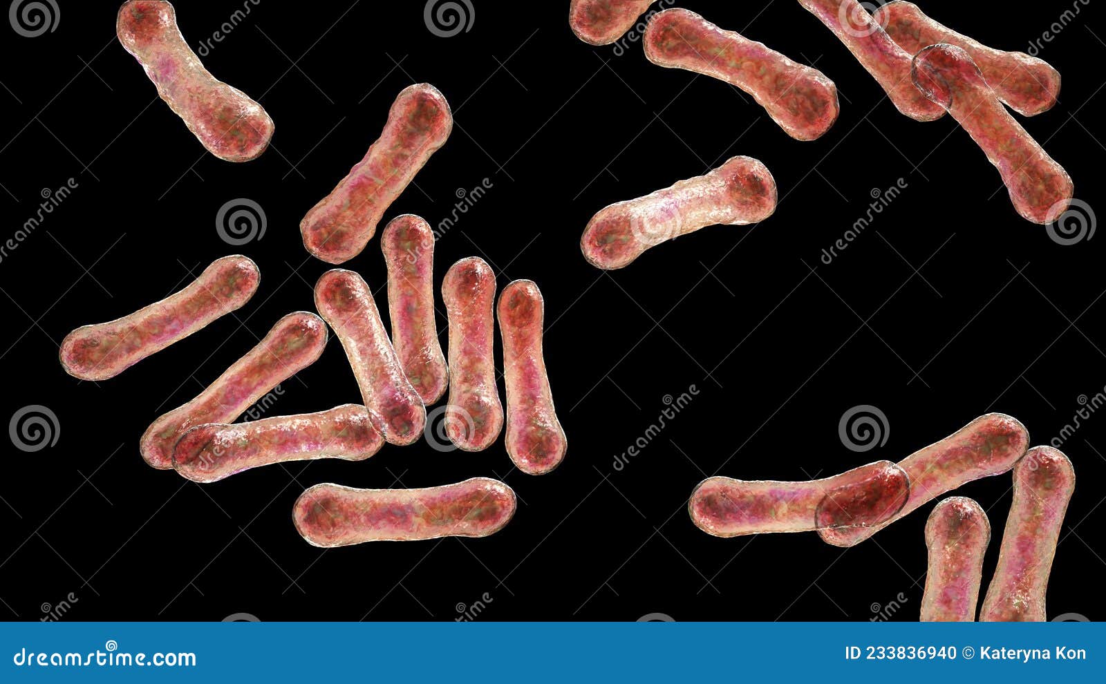 Corynebacterium Bacteria, Gram-positive Rod-shaped Bacterium that ...