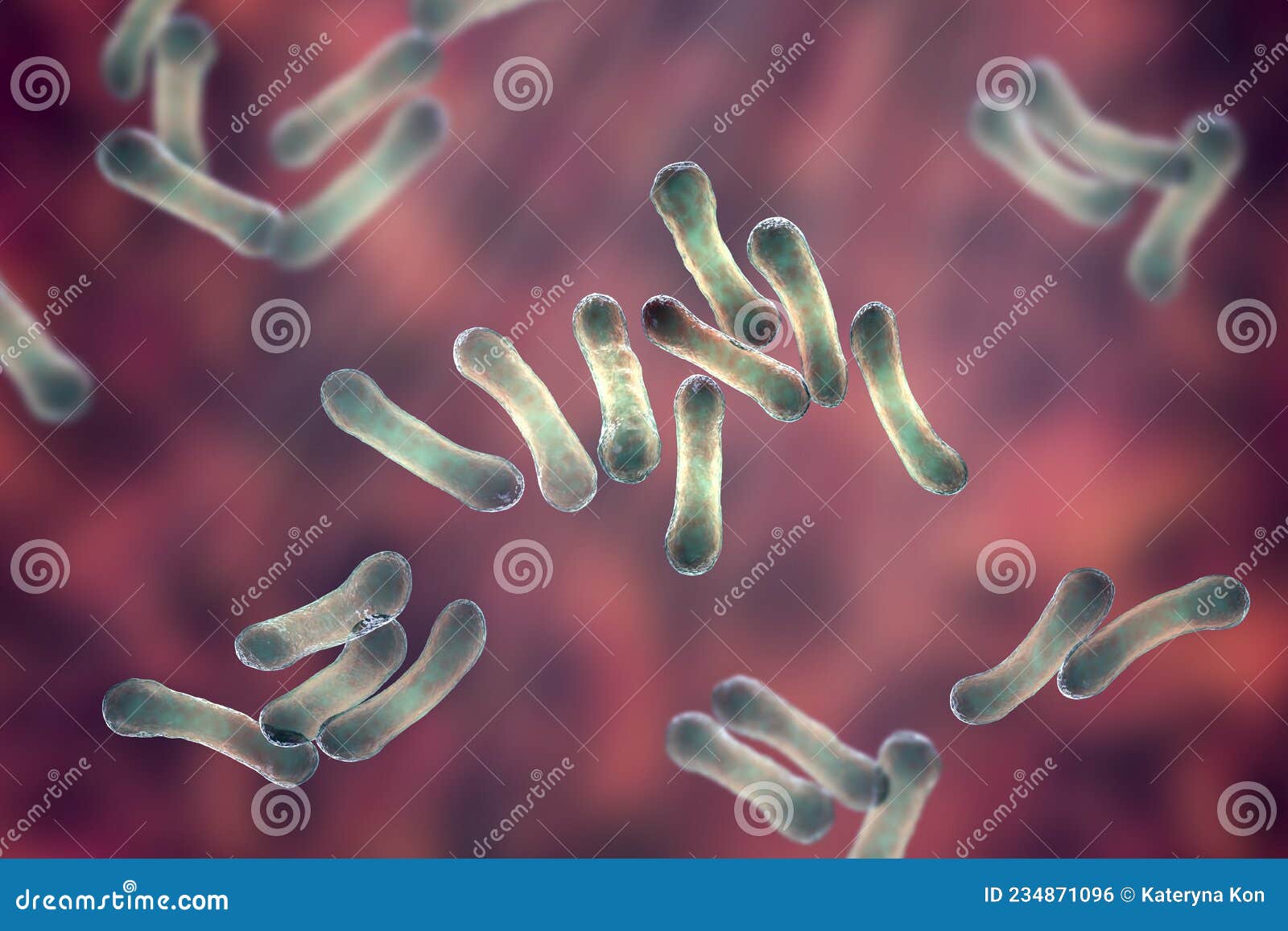 Corynebacterium Bacteria, Gram-positive Rod-shaped Bacterium that ...