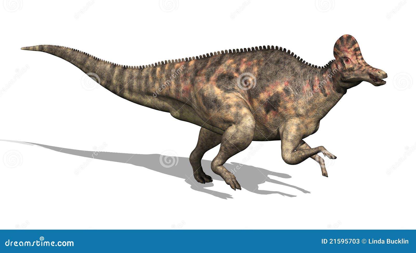 Corythosaurus Dinosaurier stock abbildung. Illustration von getrennt ...
