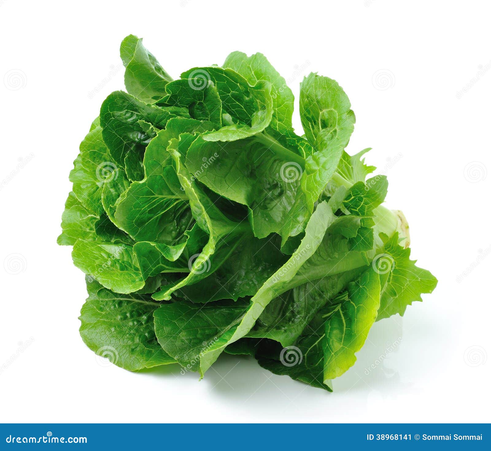 Cos Isolated on White Background Stock Image - Image of studio, fiber ...