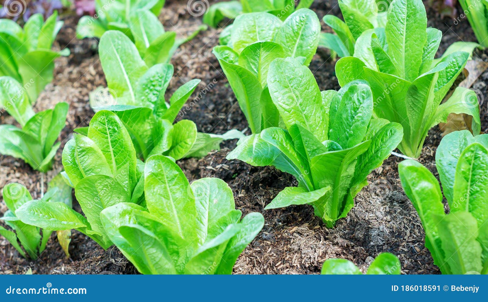 Cos Lettuce in the Vegetable Garden Stock Image - Image of hydroponic ...