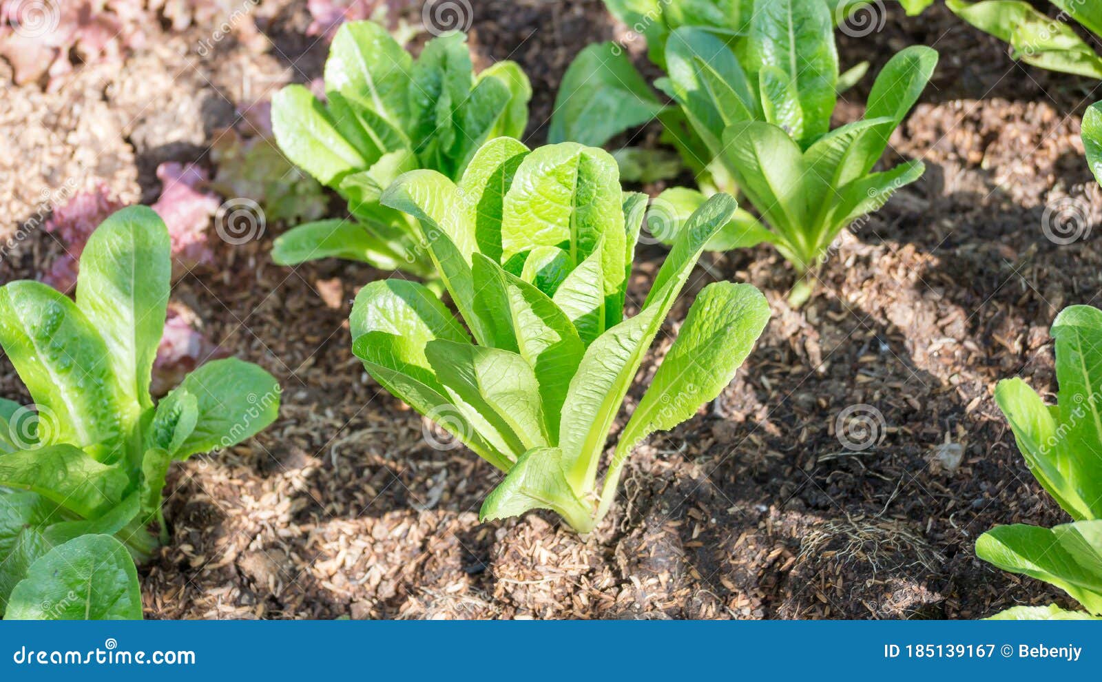 Cos Lettuce in the Vegetable Garden Stock Image - Image of nutrition ...