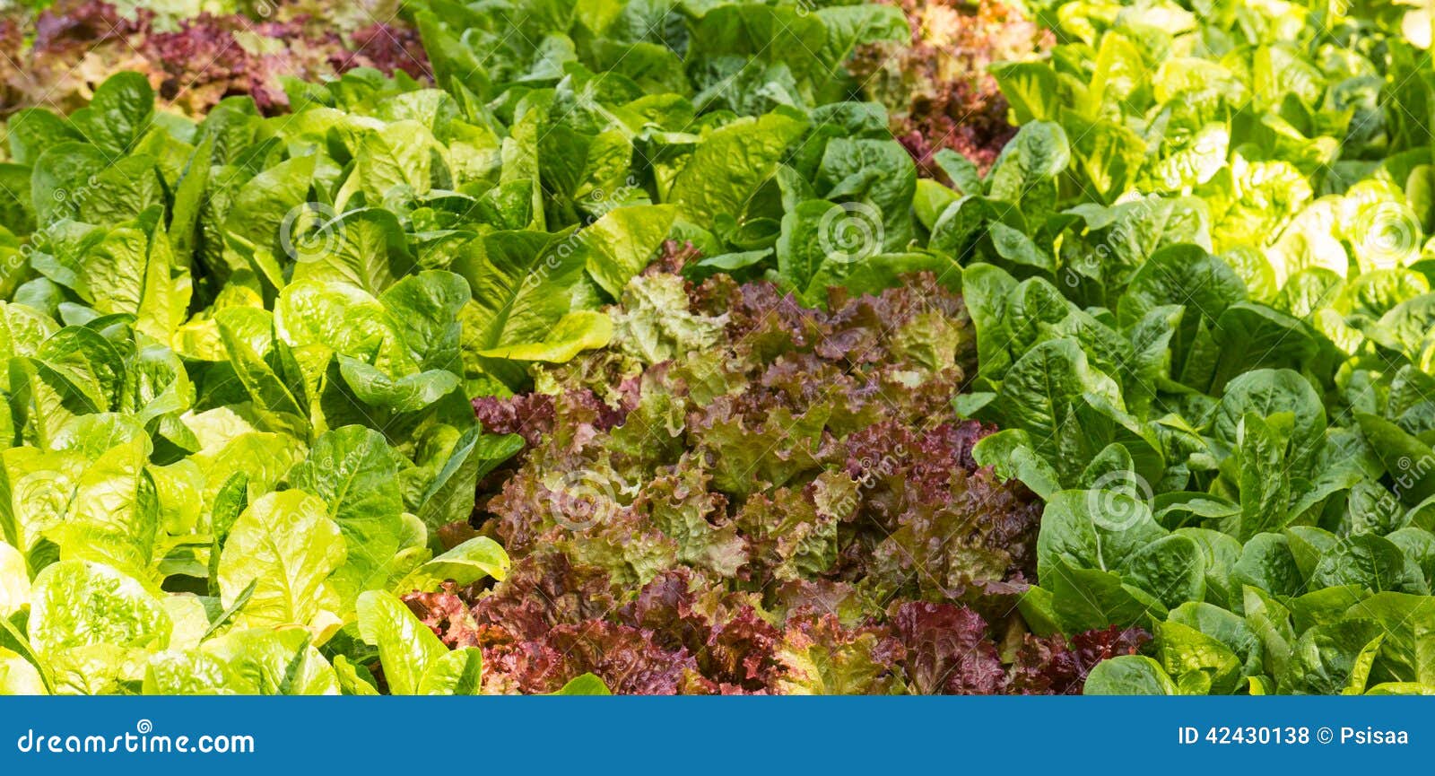 Cos and Red Oak Vegetable Field Stock Photo - Image of food, background ...