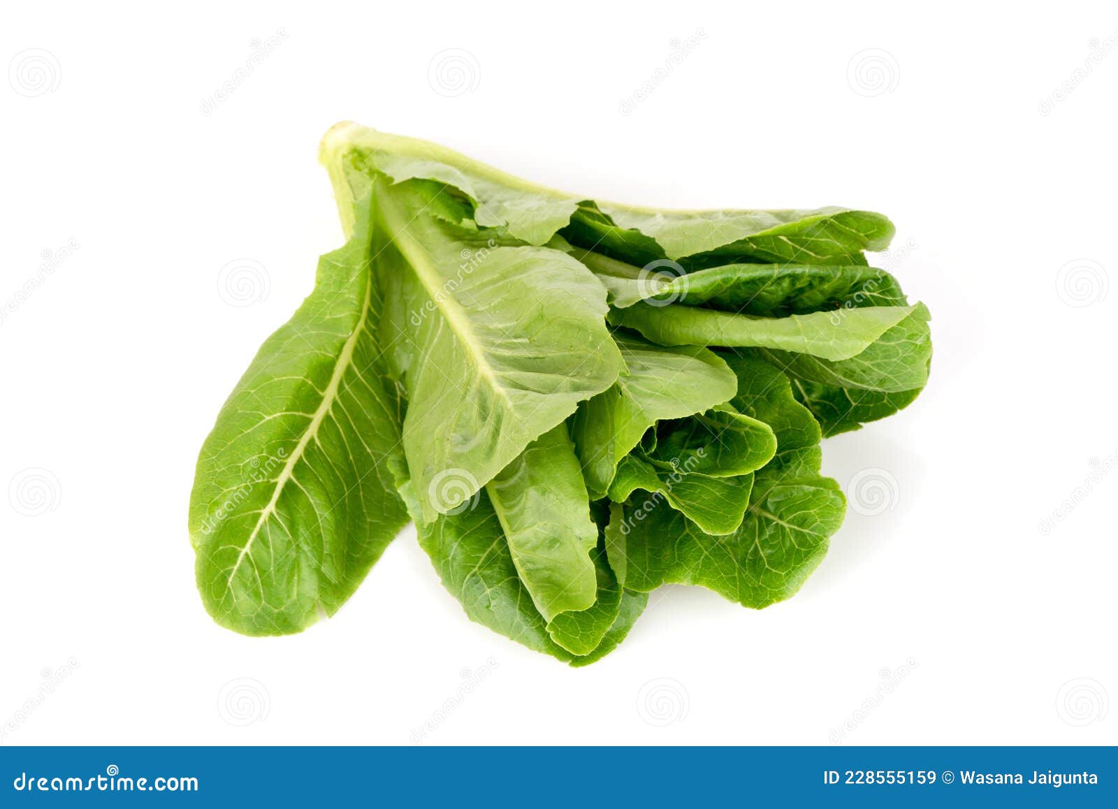 Cos Vegetable Isolated on White Surface Stock Image - Image of asia ...