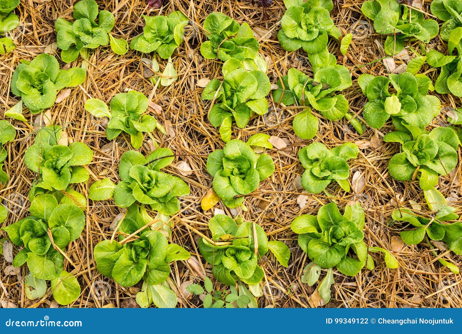 Cos vegetables stock photo. Image of vegetables, vegetable - 99349122