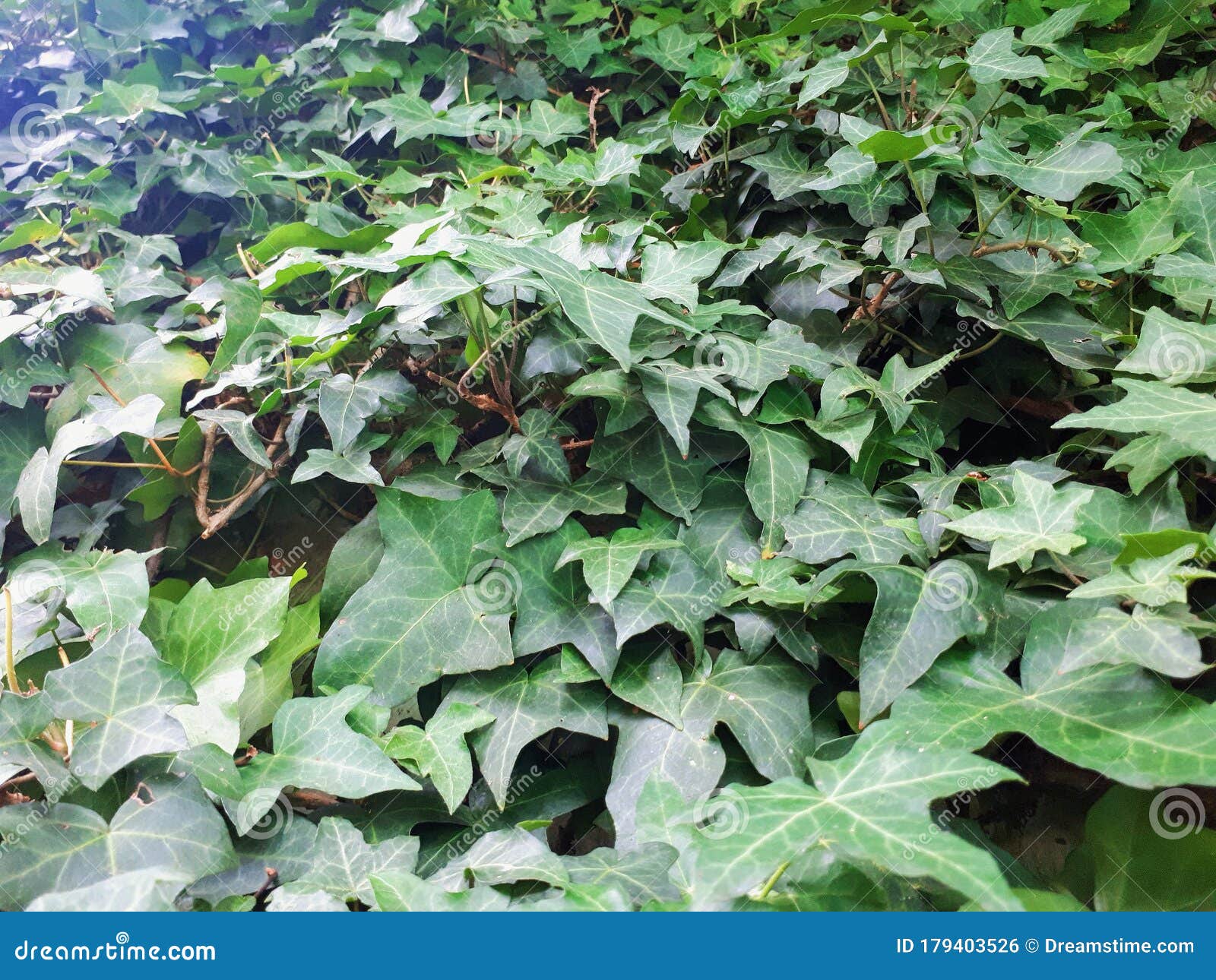 Cosas verdes vivas foto de archivo. Imagen de yarda - 179403526