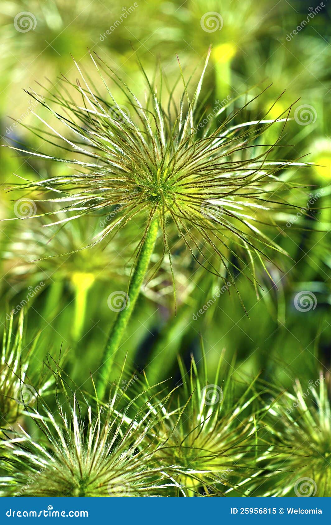 Cosas vivas verdes imagen de archivo. Imagen de fauna - 25956815