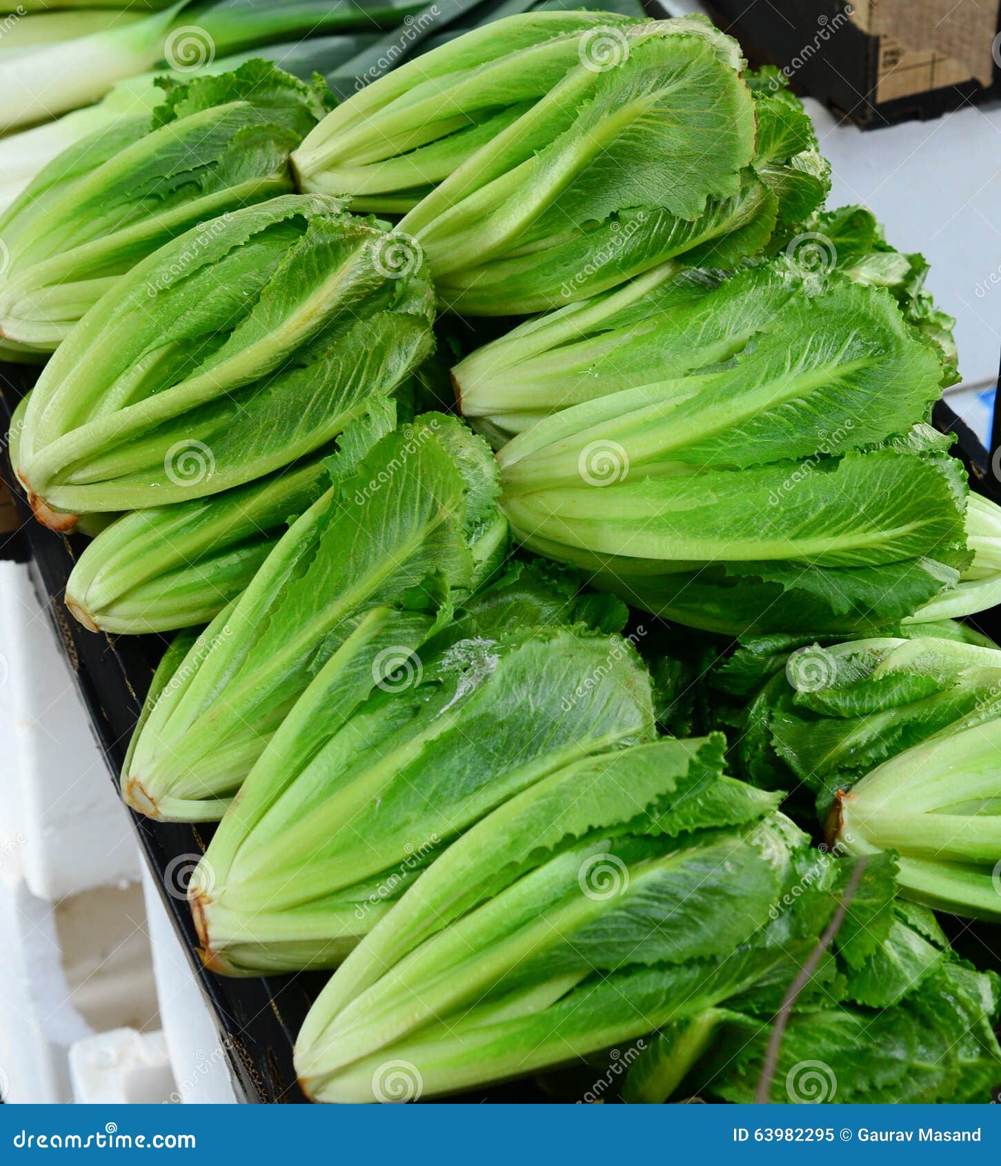 Cosberg lettuce stock image. Image of chinese, australia - 63982295