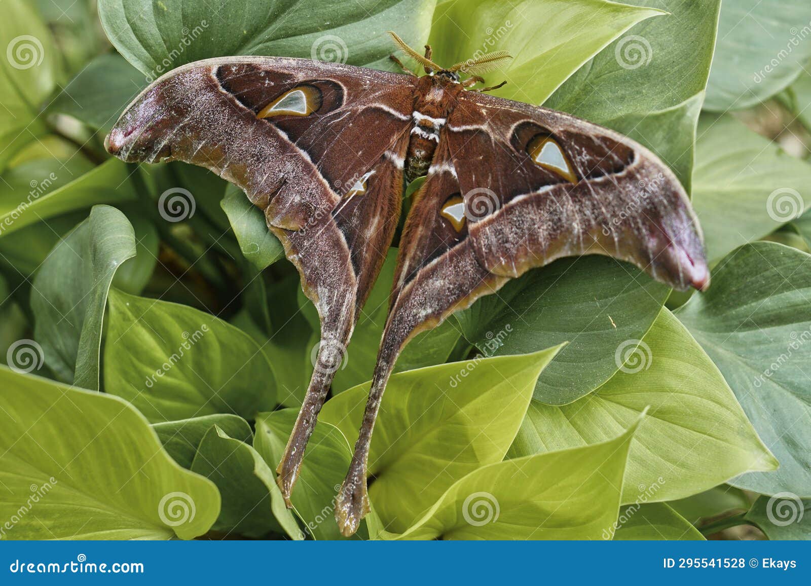 Hercules Moth Caterpillar, Cairns, Australia Royalty-Free Stock Image ...