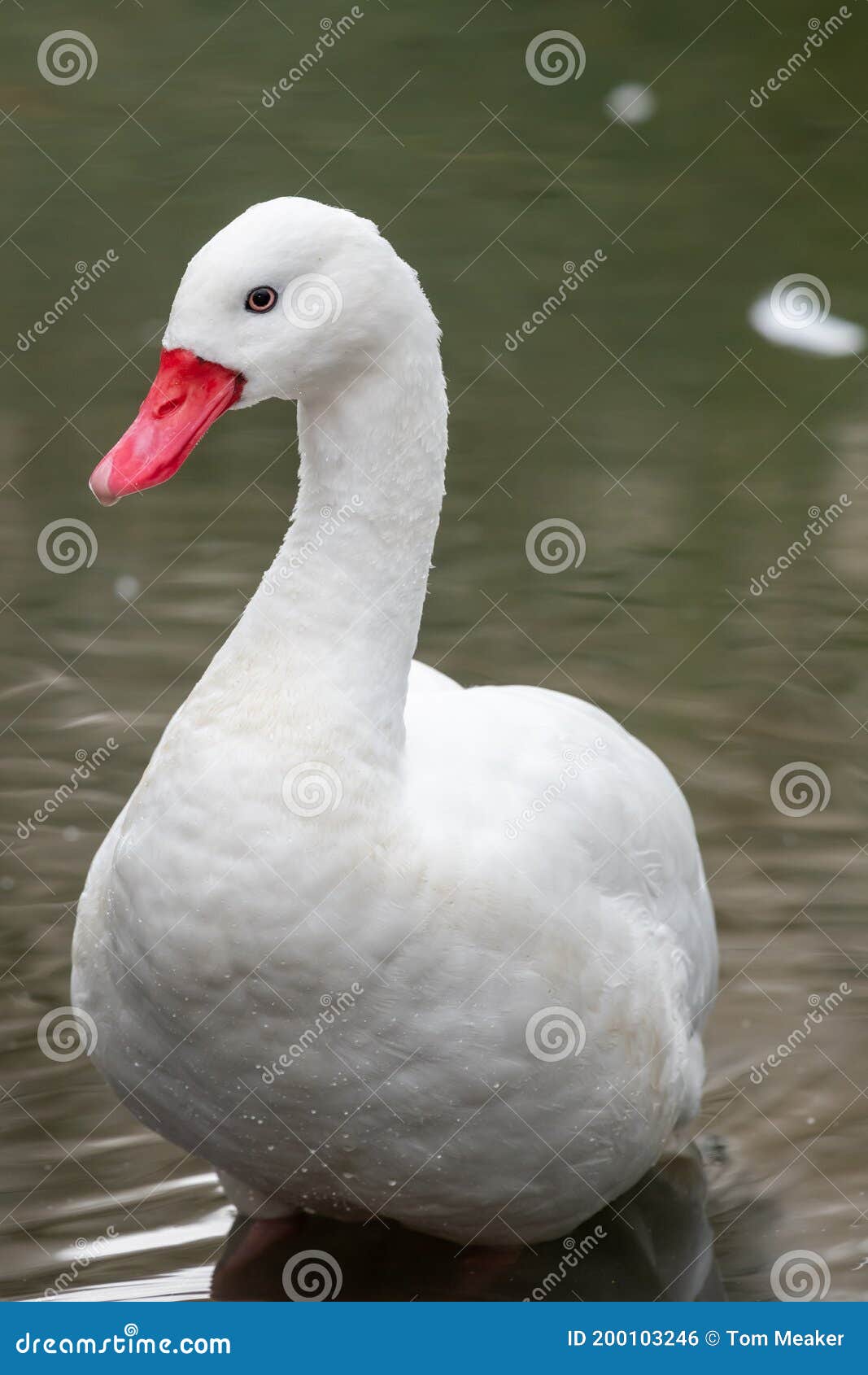 Coscoroba Swan Coscoroba Coscoroba Stock Photo - Image of color ...