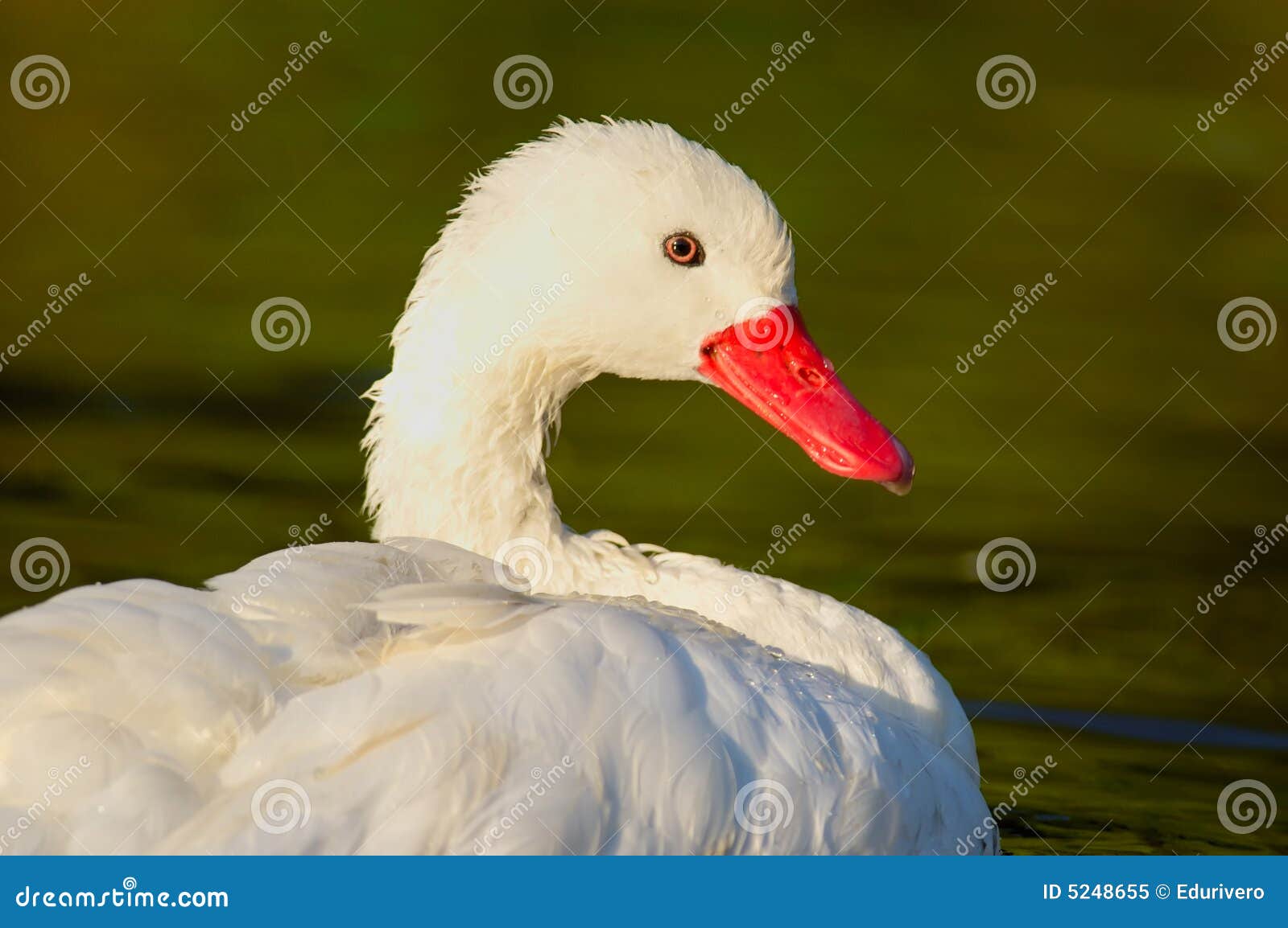 Coscoroba Swan stock image. Image of outdoor, ornithology - 5248655