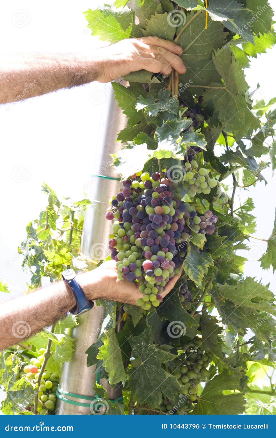 Cosecha foto de archivo. Imagen de fruta, rural, frescura - 10443796