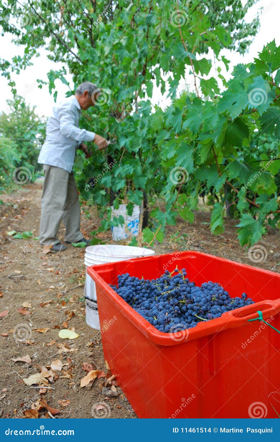 Cosecha foto de archivo. Imagen de campesinos, granjero - 11461514