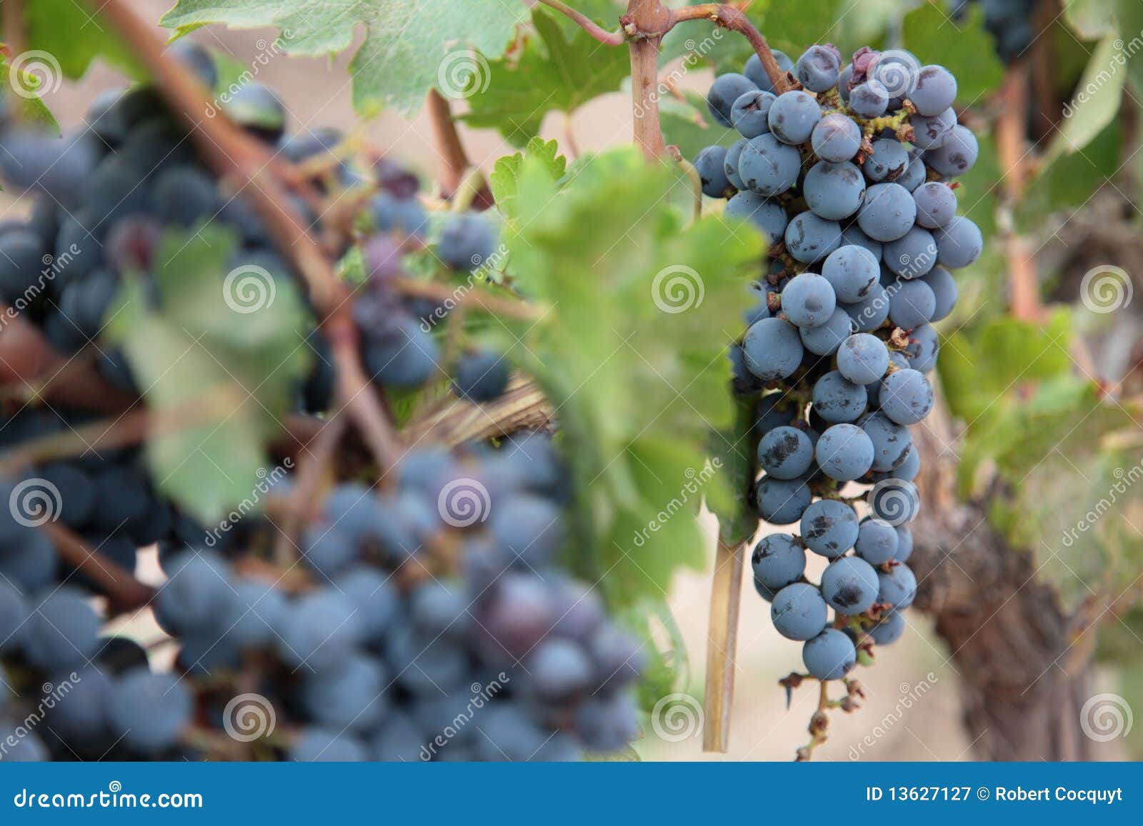 Cosecha imagen de archivo. Imagen de cosecha, vides, estacional - 13627127