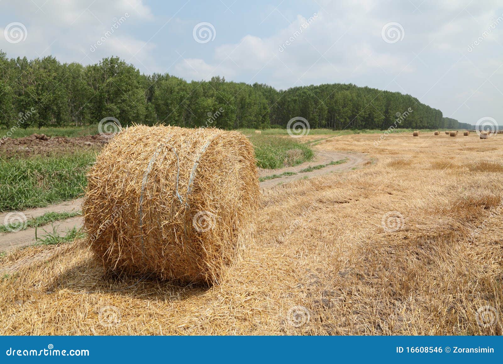 Cosecha foto de archivo. Imagen de rural, travieso, farmland - 16608546