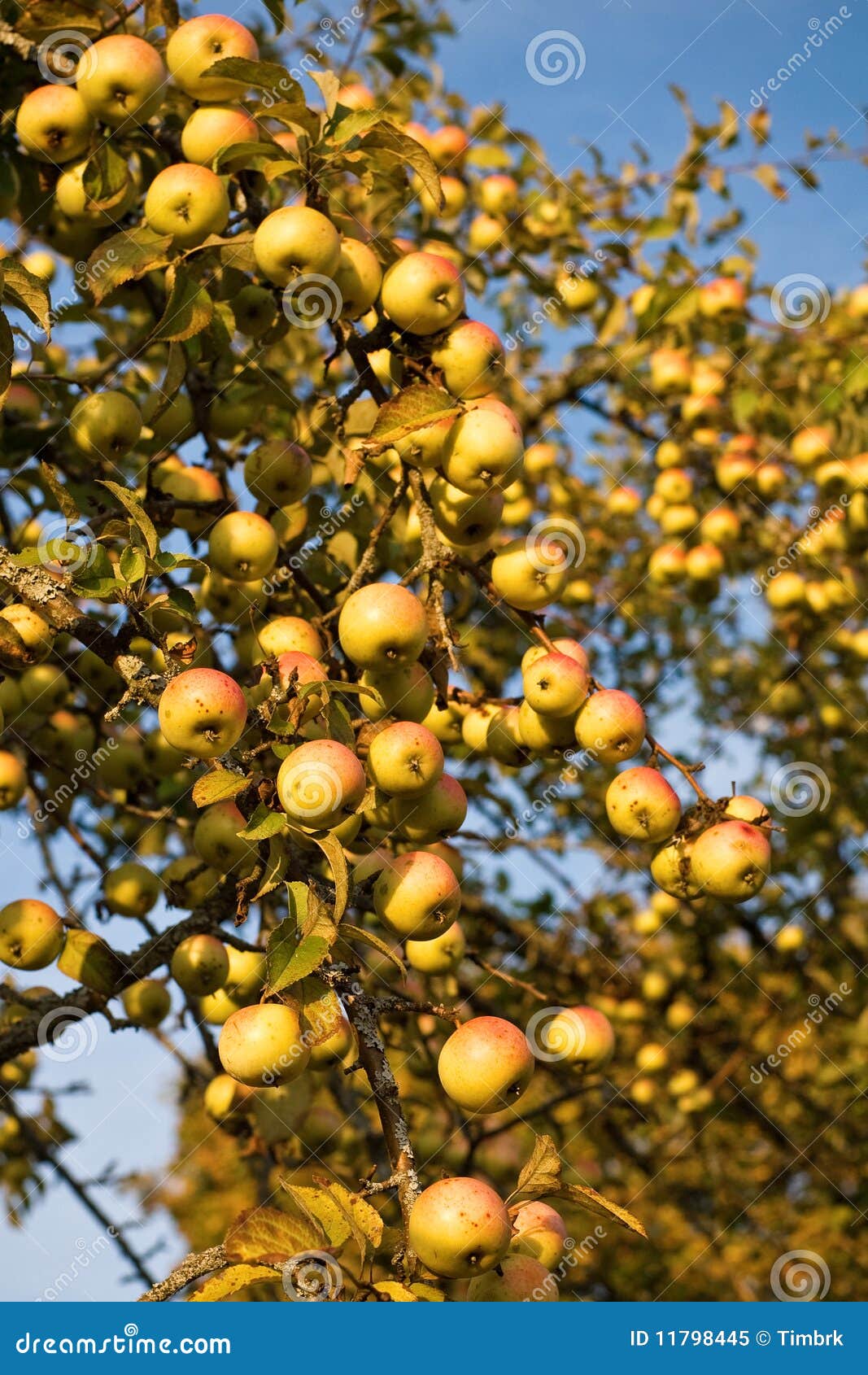 Cosecha Abundante De Manzanas Imagen de archivo - Imagen de abundancia ...