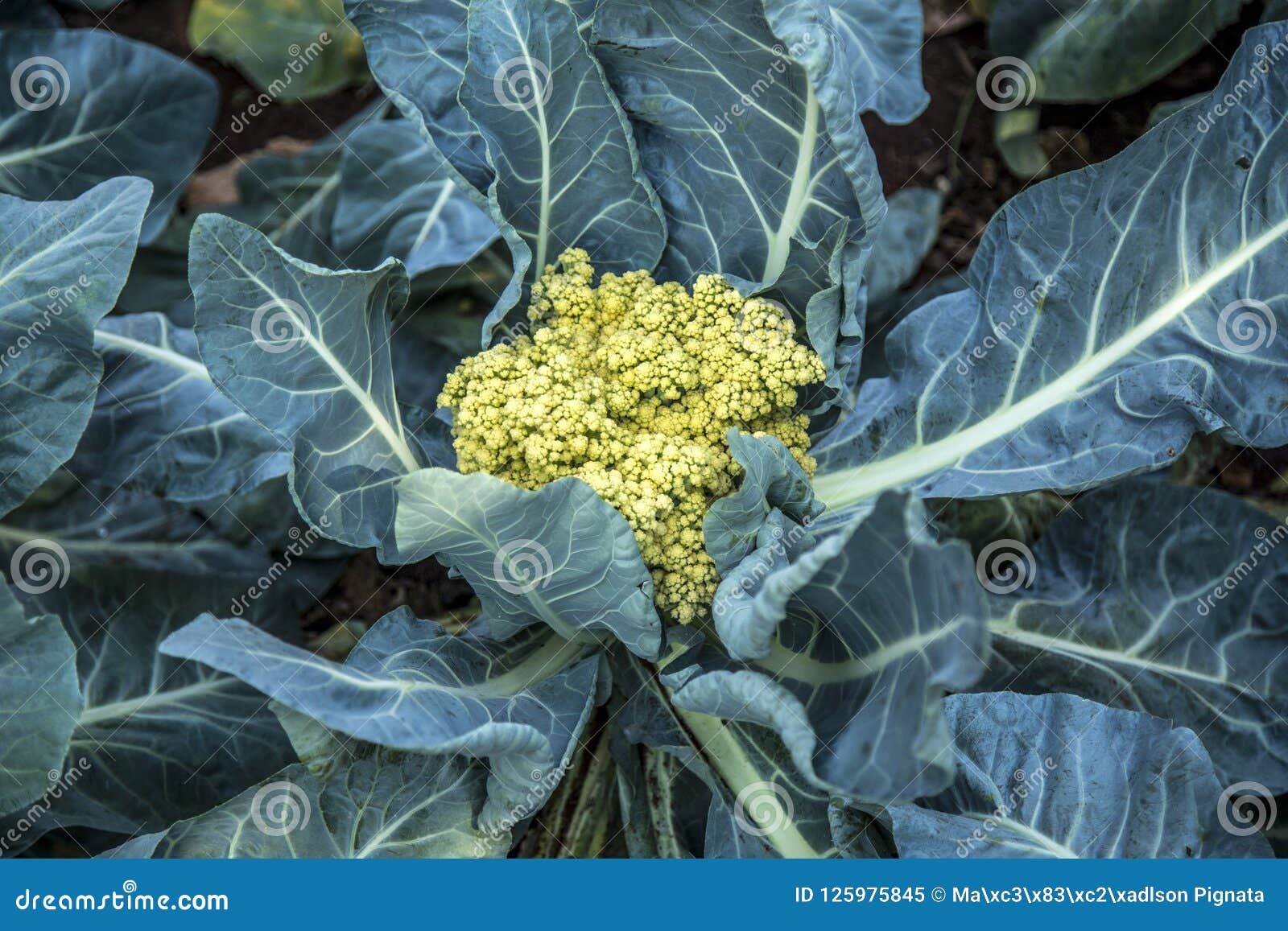 Cosecha Cultive De La Planta De La Coliflor Imagen de archivo - Imagen ...