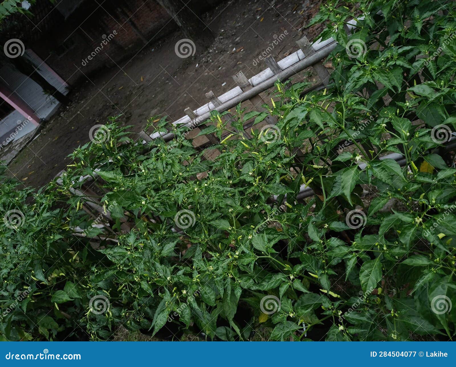 Cosecha De Chile En Una Aldea Imagen de archivo - Imagen de crezca ...