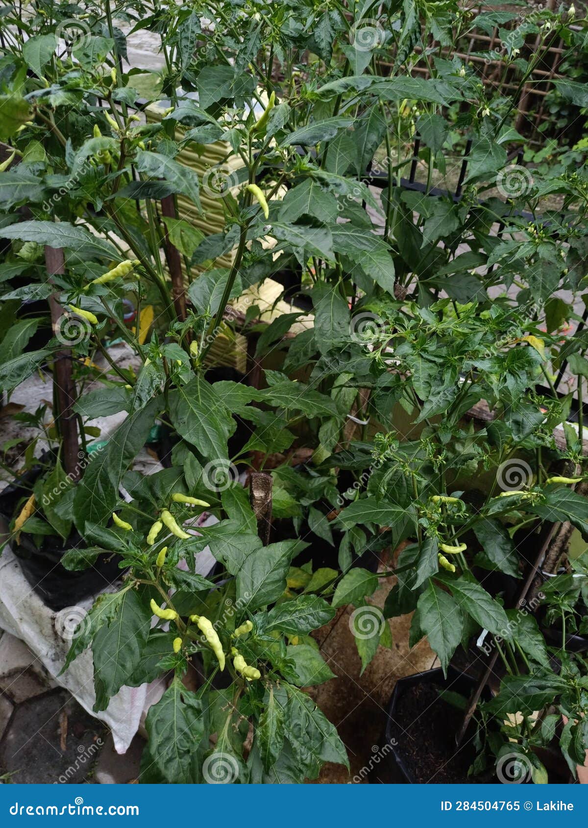 Cosecha De Chile En Una Aldea Imagen de archivo - Imagen de yarda ...