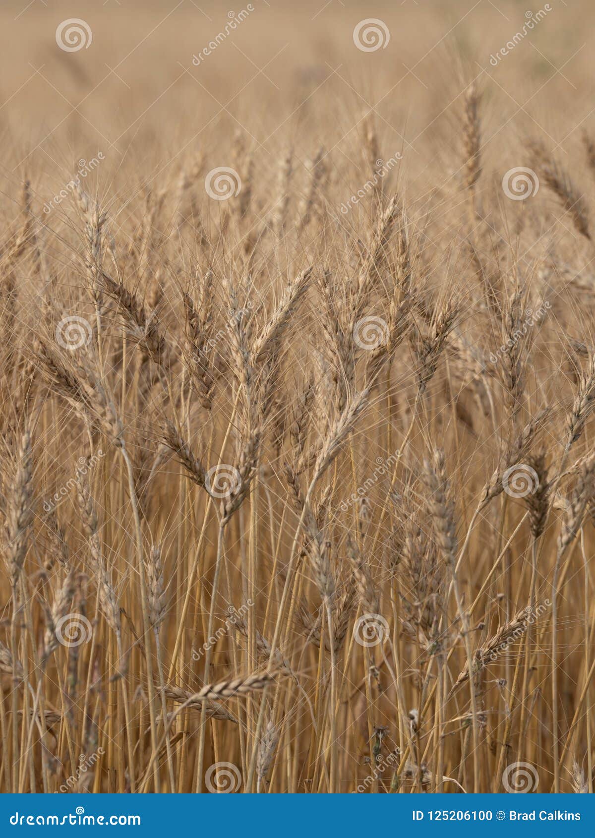 Cosecha De La Cebada En Campo Foto de archivo - Imagen de granja ...
