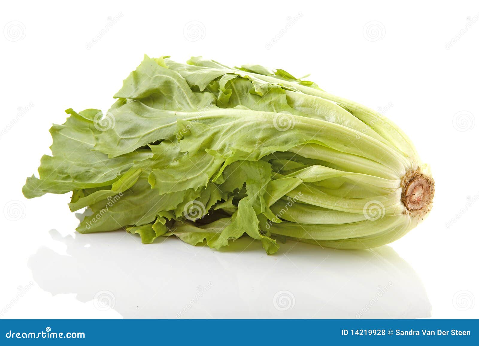 Cosecha De La Endibia Fresca Foto de archivo - Imagen de alimento ...