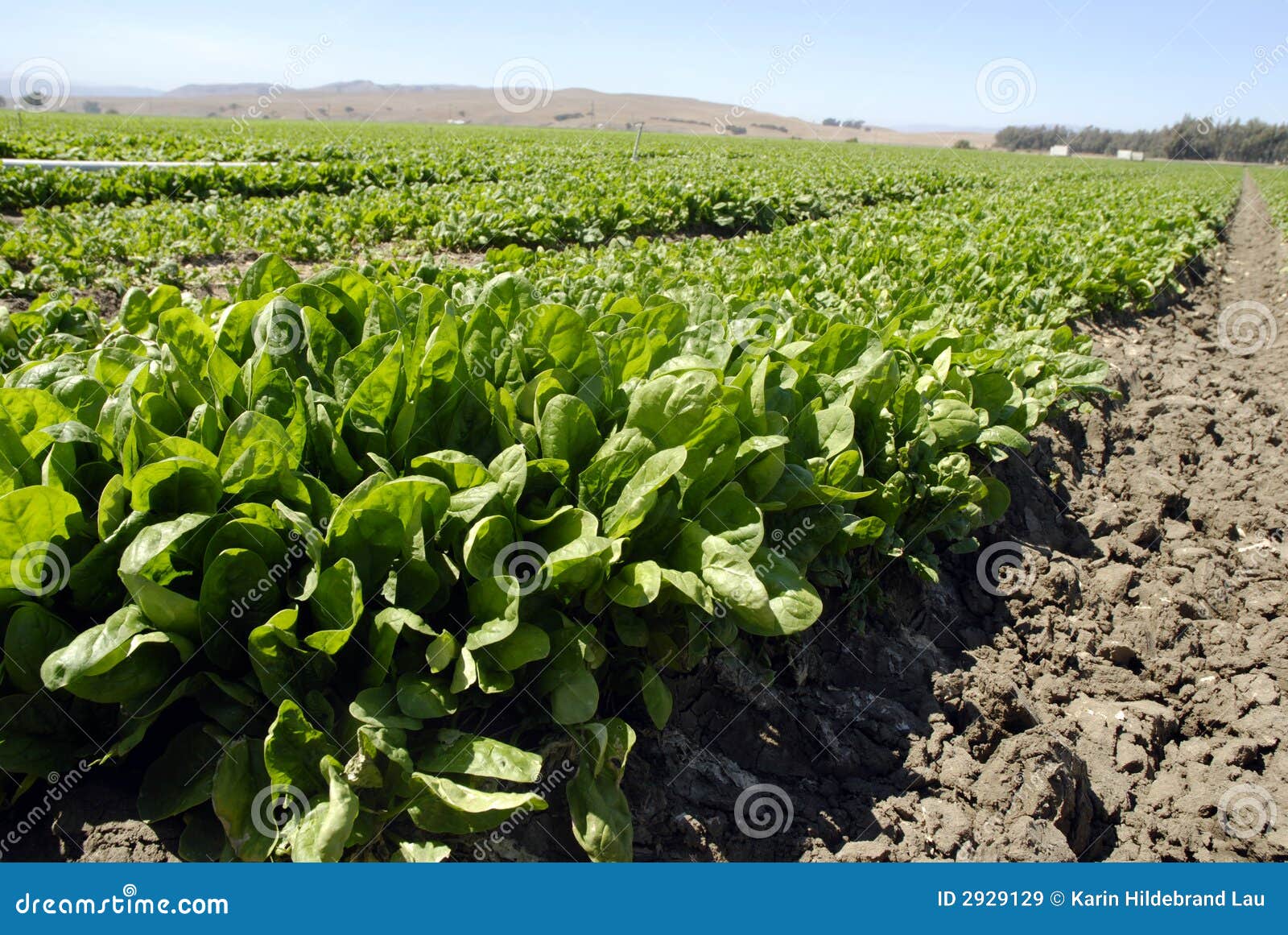 Cosecha de la espinaca imagen de archivo. Imagen de suelo - 2929129