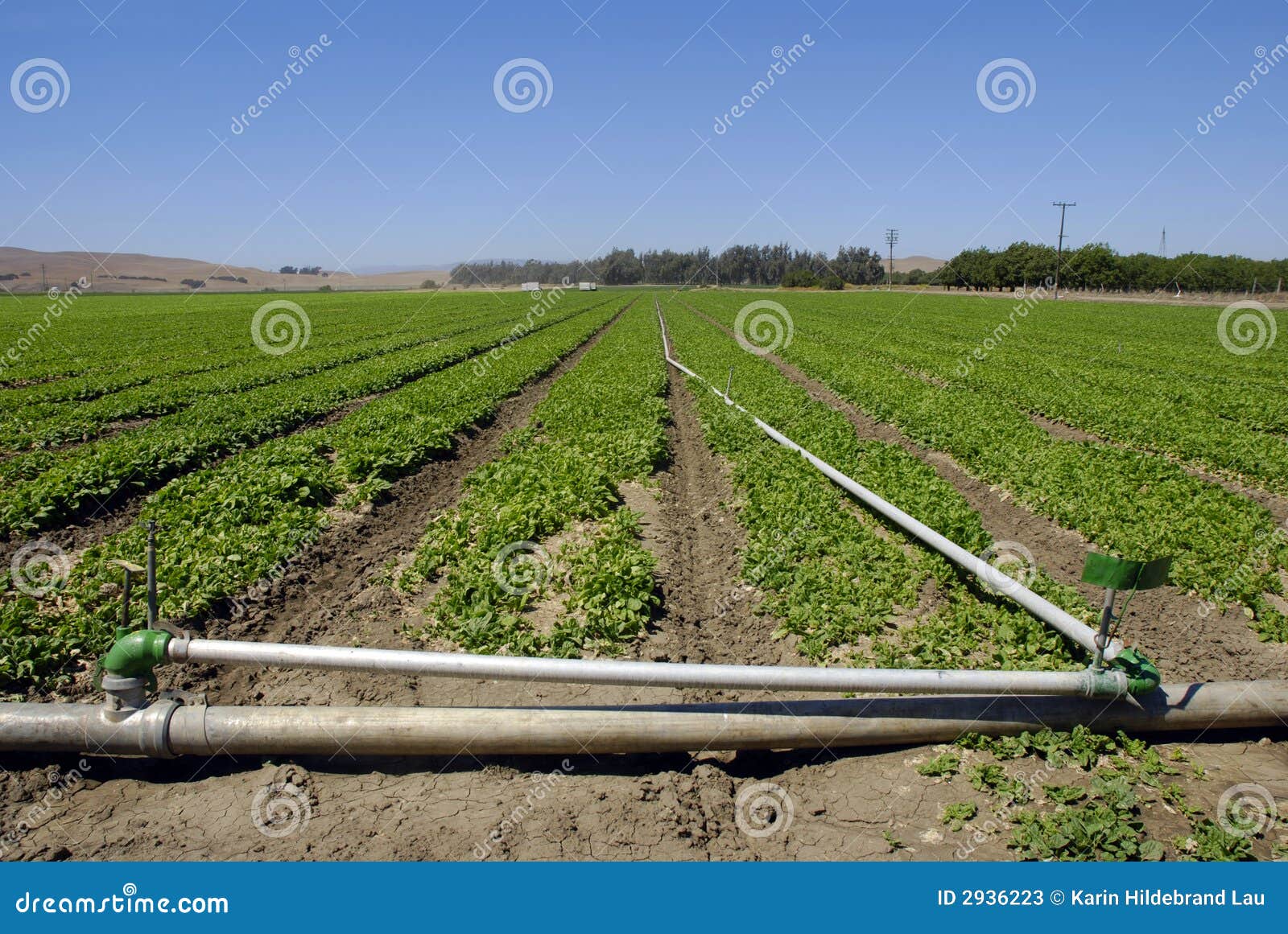Cosecha de la espinaca imagen de archivo. Imagen de zanja - 2936223