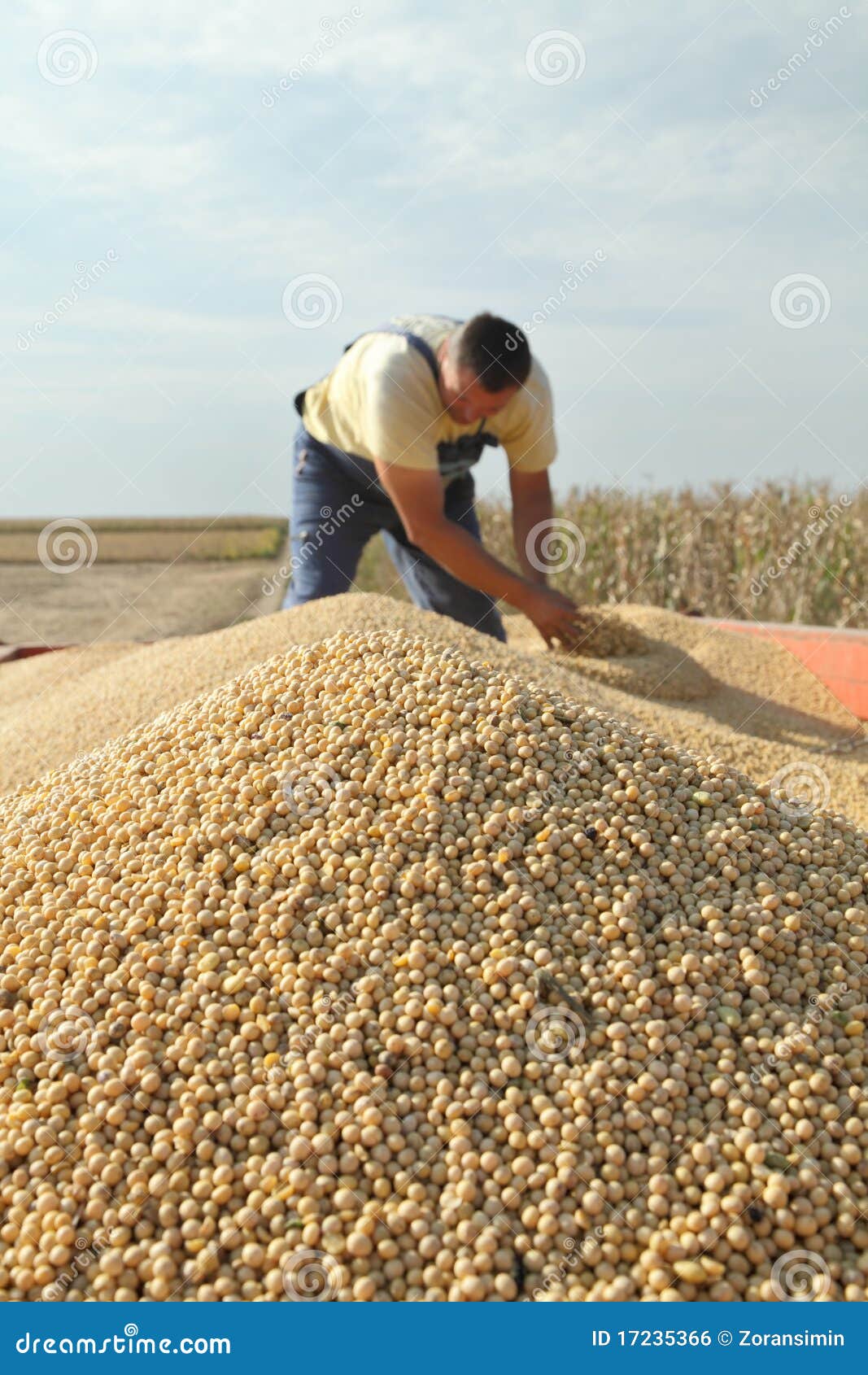 Cosecha De La Haba De La Soja Foto de archivo - Imagen de sano, germen ...