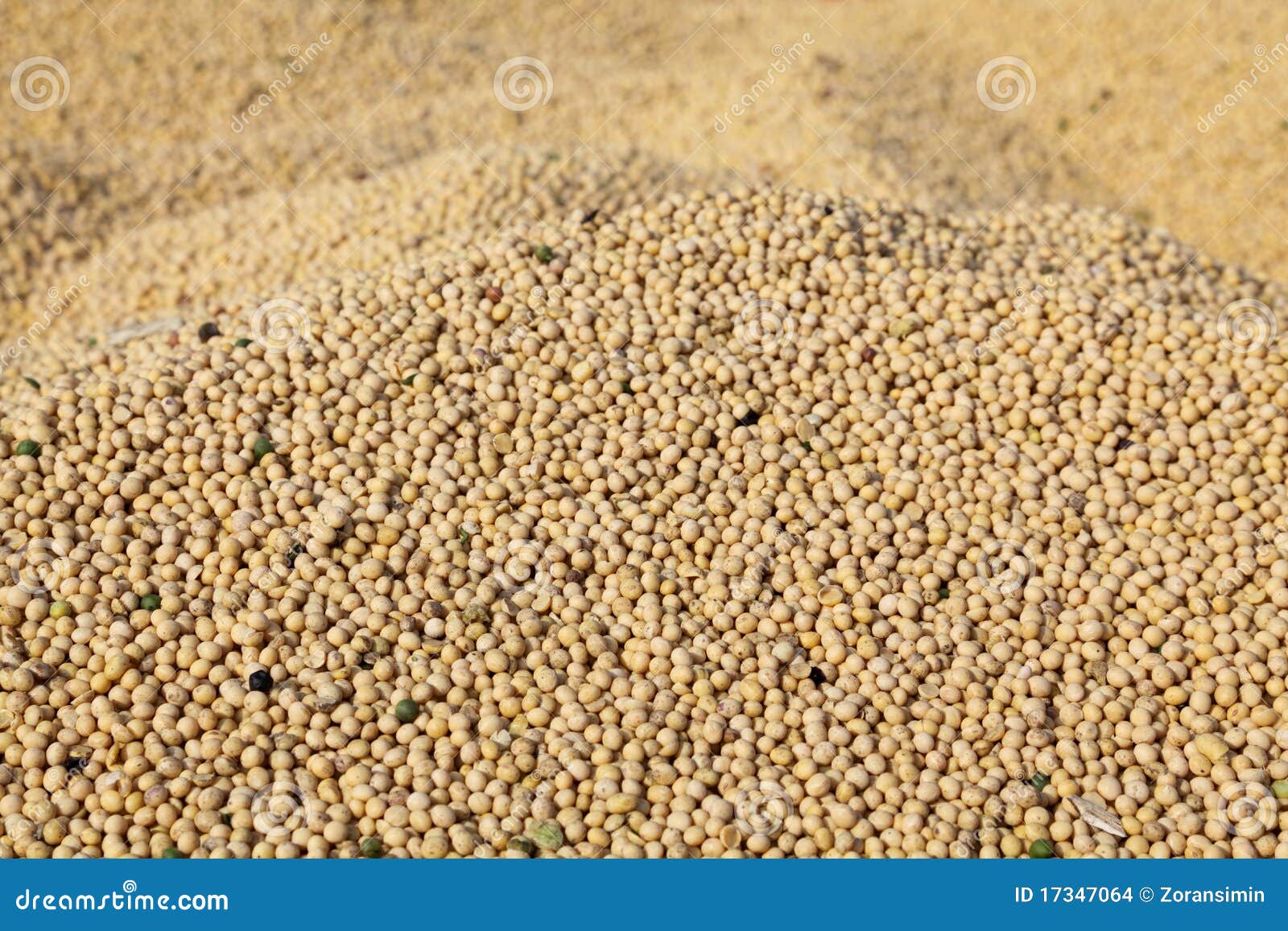 Cosecha De La Haba De La Soja Foto de archivo - Imagen de maduro, verde ...