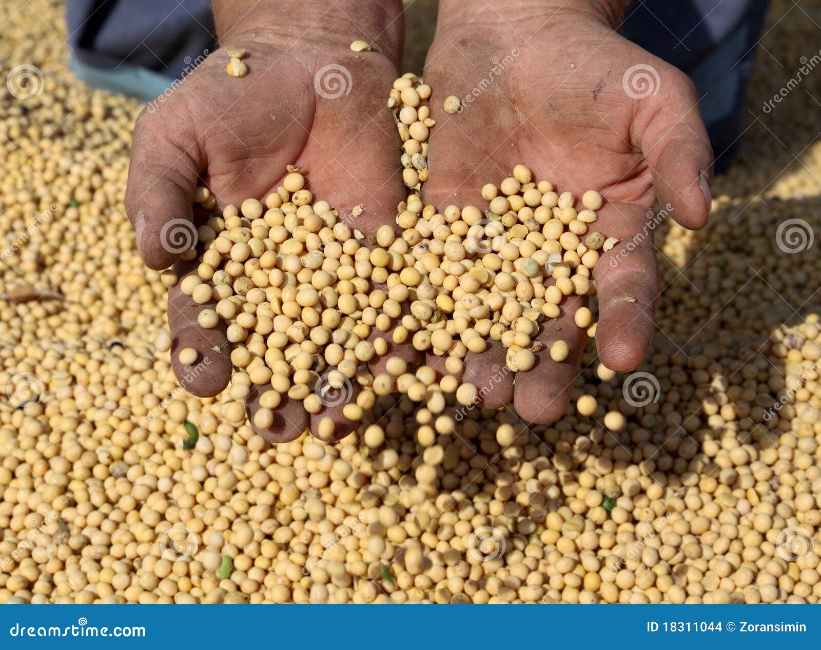 Cosecha De La Haba De La Soja Foto de archivo - Imagen de granjero ...