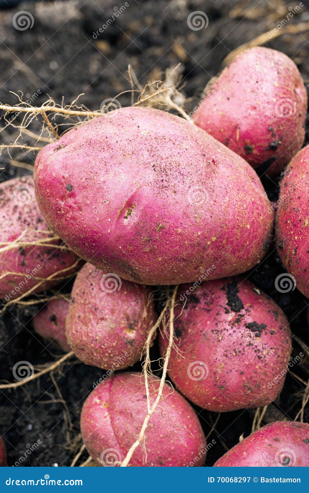 Cosecha De La Patata En La Tierra Imagen de archivo - Imagen de verano ...