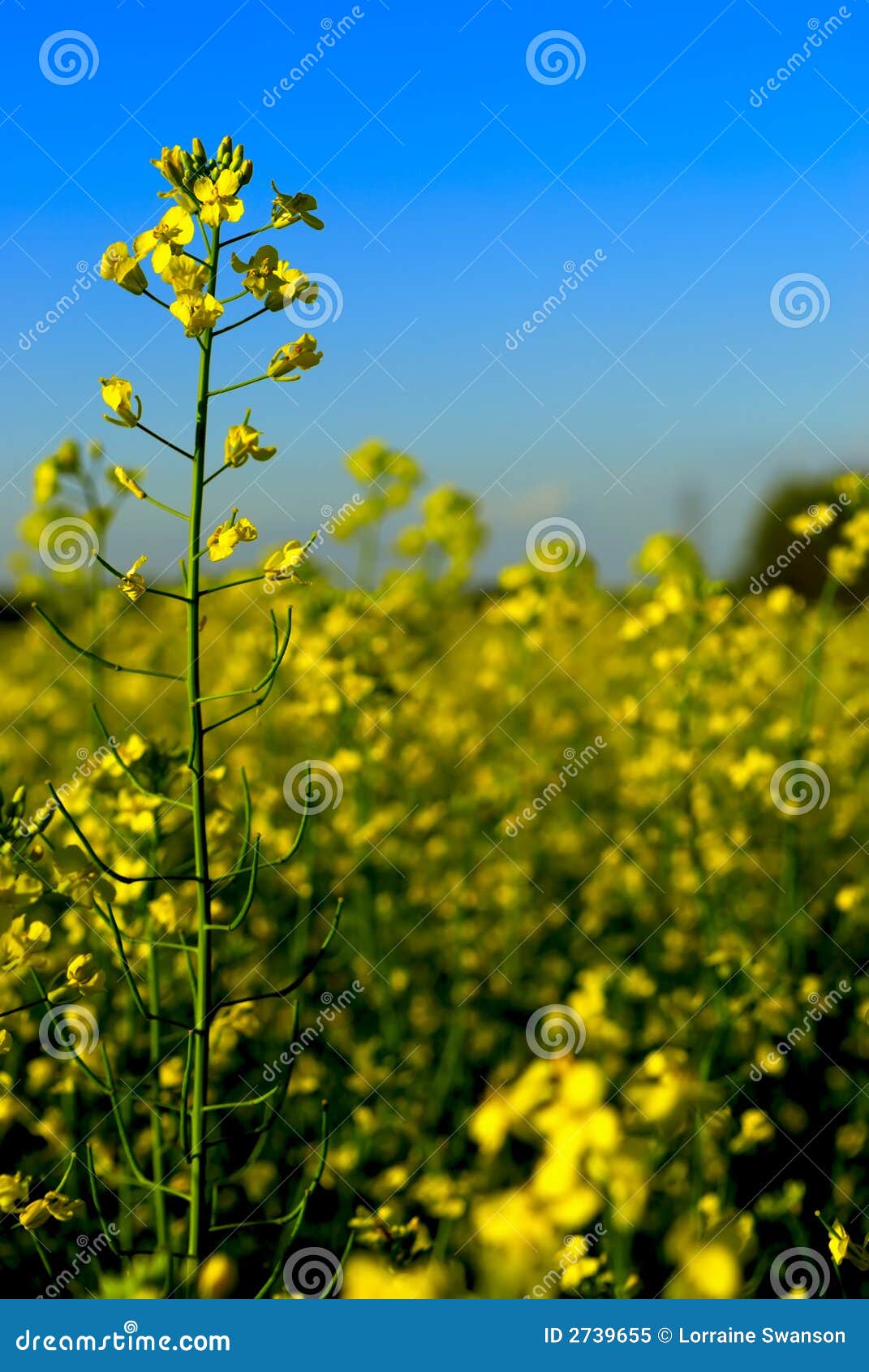 Cosecha De La Rabina De Canola Del Verano Imagen de archivo - Imagen de ...